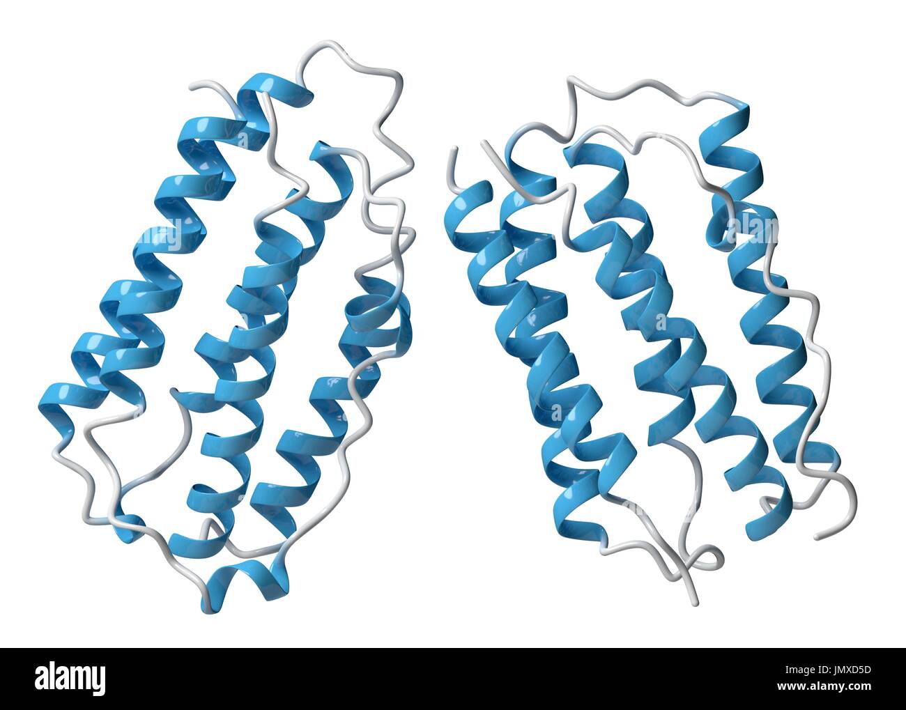 Interferon beta protein. Cytokine used to treat multiple sclerosis (MS ...