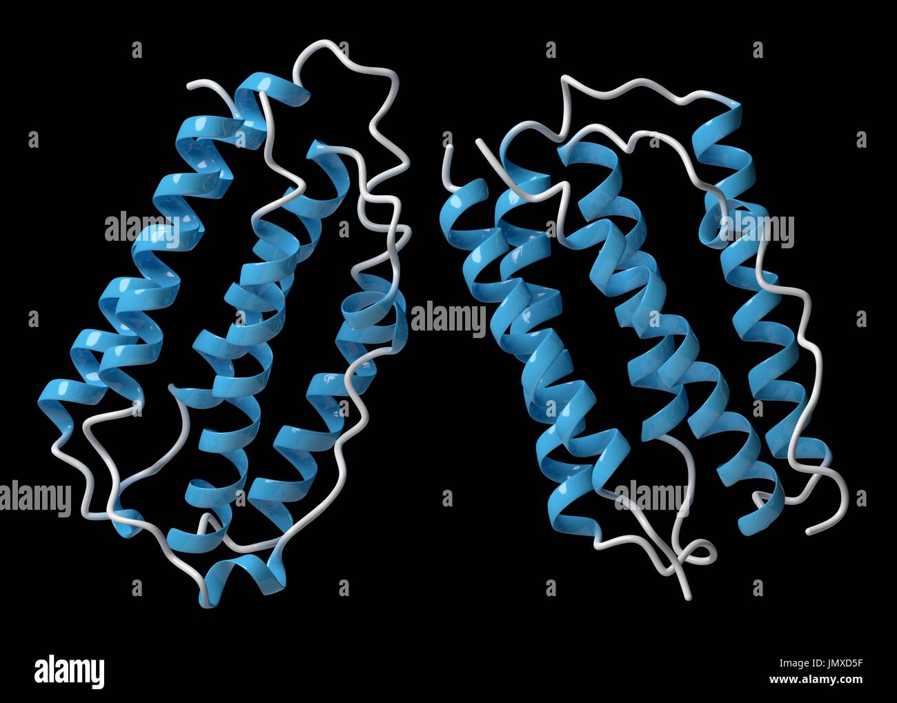 Interferon beta protein. Cytokine used to treat multiple sclerosis (MS ...