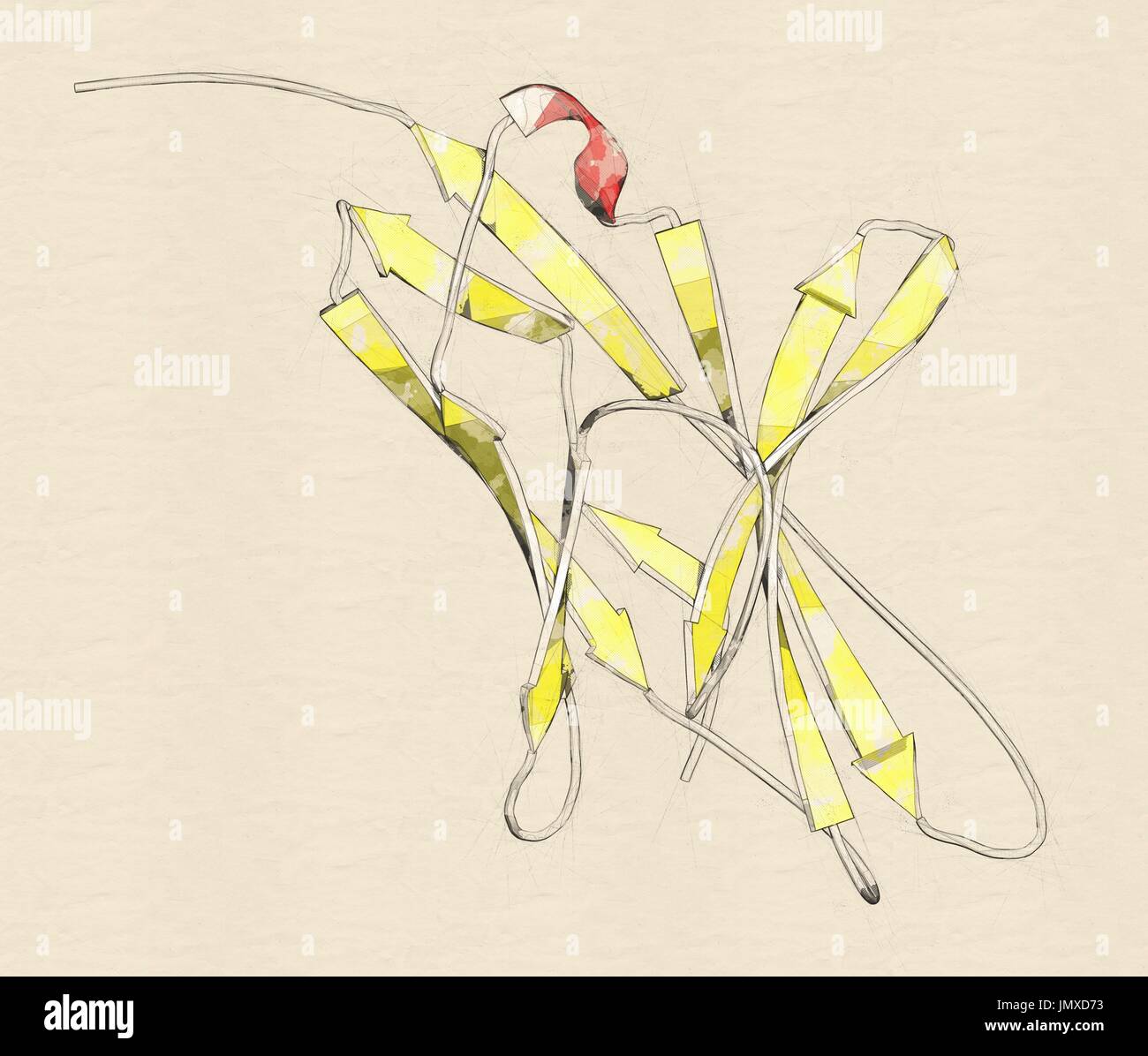 Programmed cell death 1 (PD-1, CD279) receptor protein. PD-1 is a major ...