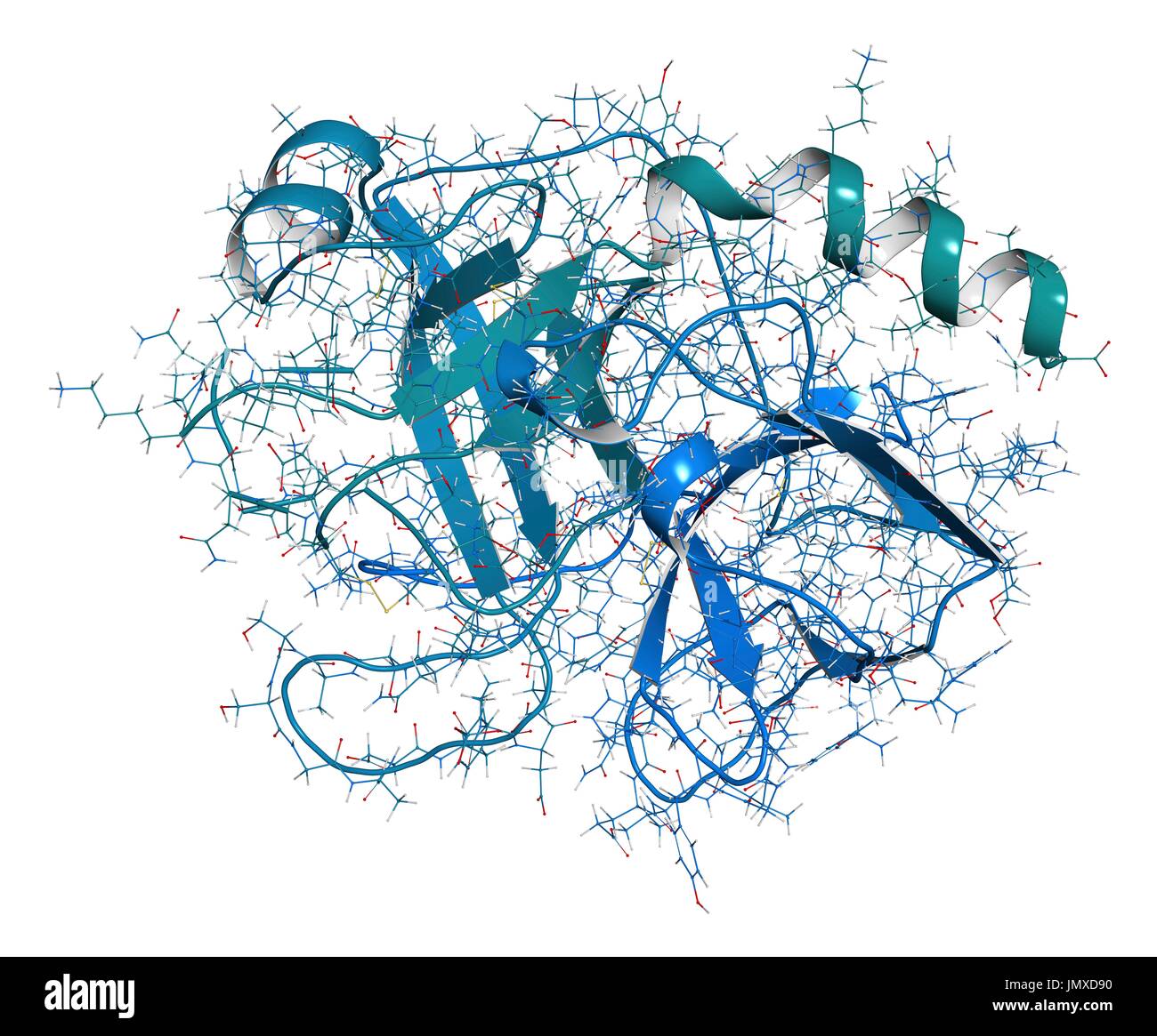 Trypsin Digestion Cartoon