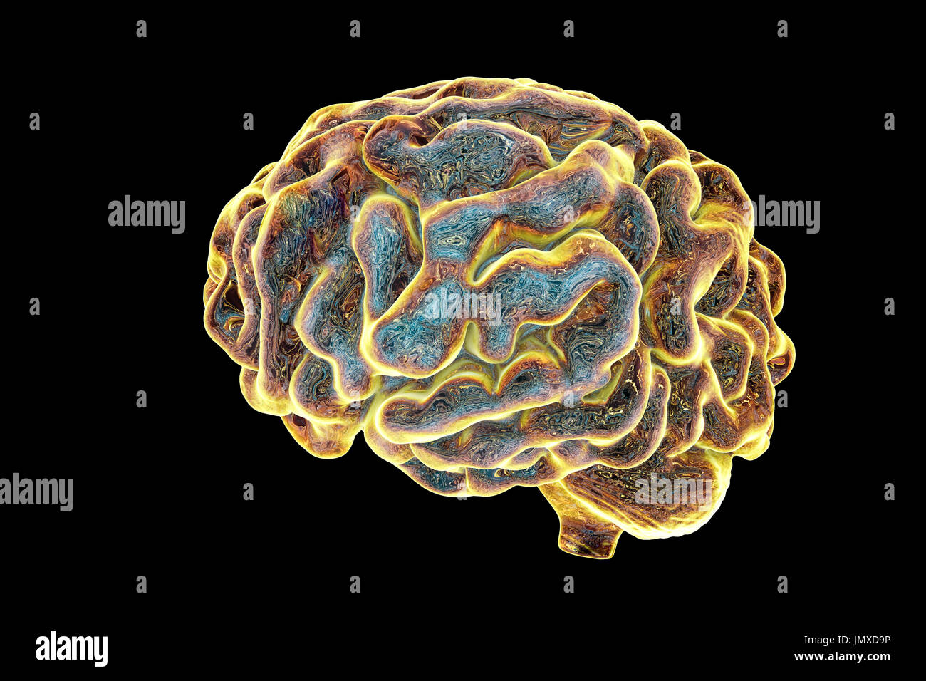 Human brain, computer illustration Stock Photo - Alamy