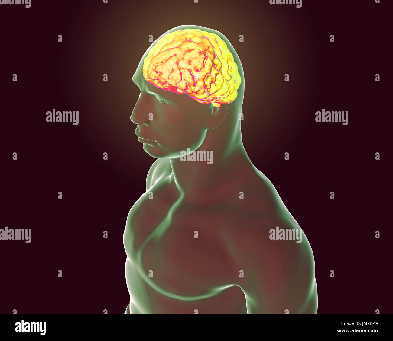 Human brain, computer illustration Stock Photo - Alamy