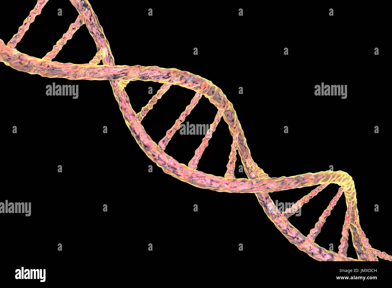 DNA molecule, computer artwork. The molecule of DNA (deoxyribonucleic ...