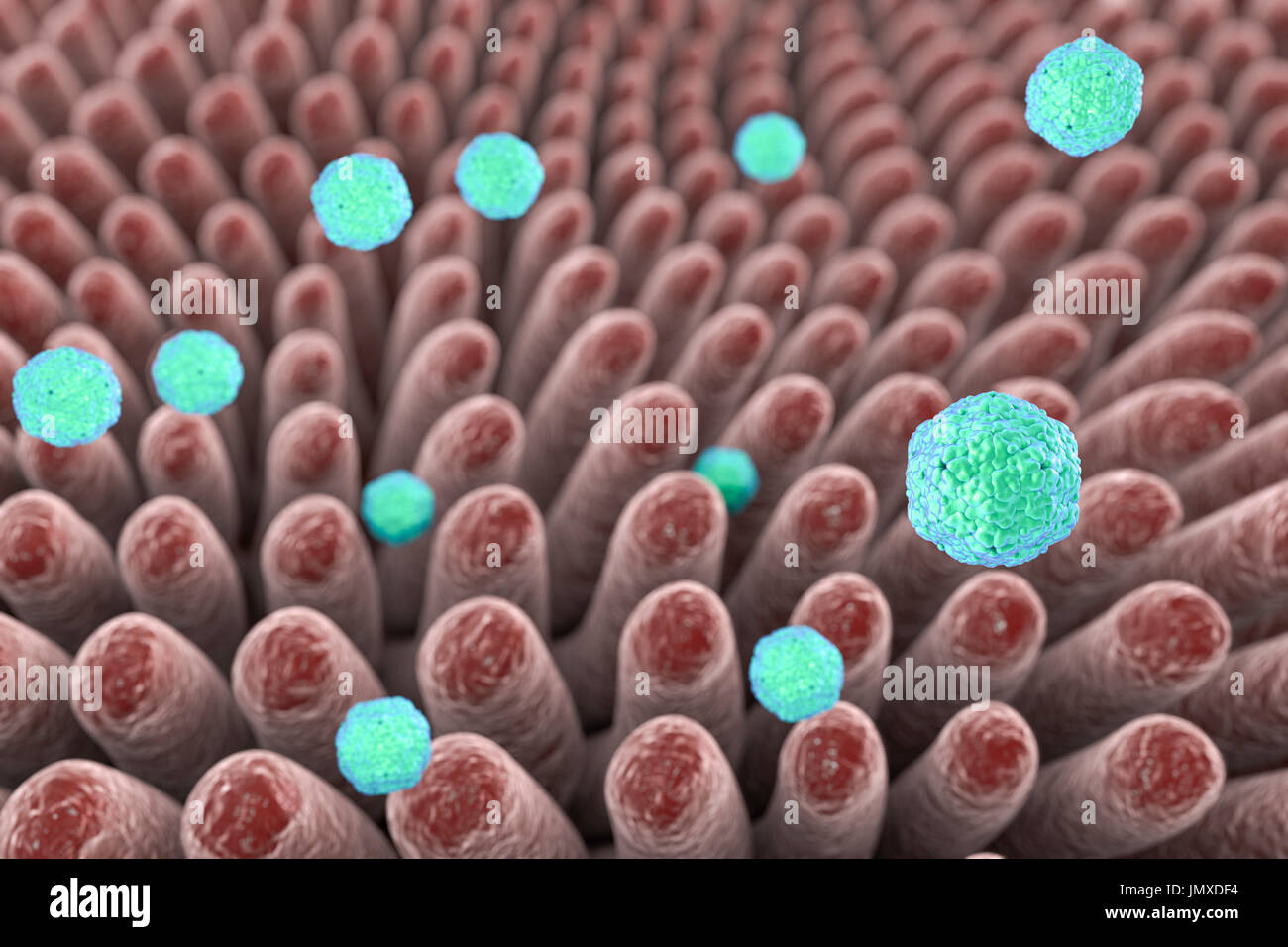 Hepatitis A viruses infecting intestine, illustration. Hepatitis A is ...