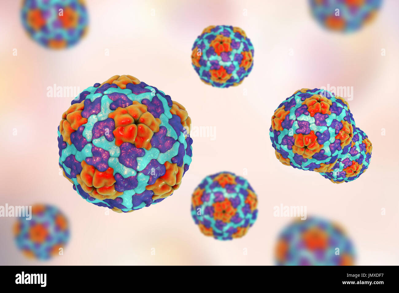 Hepatitis A viruses, illustration. Hepatitis A is transmitted through ...