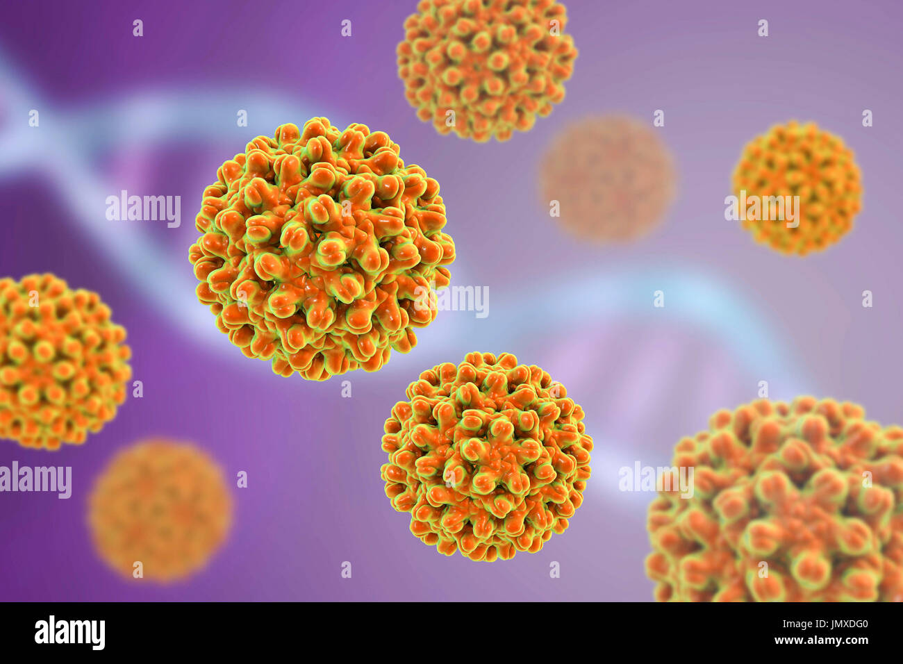 Hepatitis B viruses, a species of the genus Orthohepadnavirus, which is ...