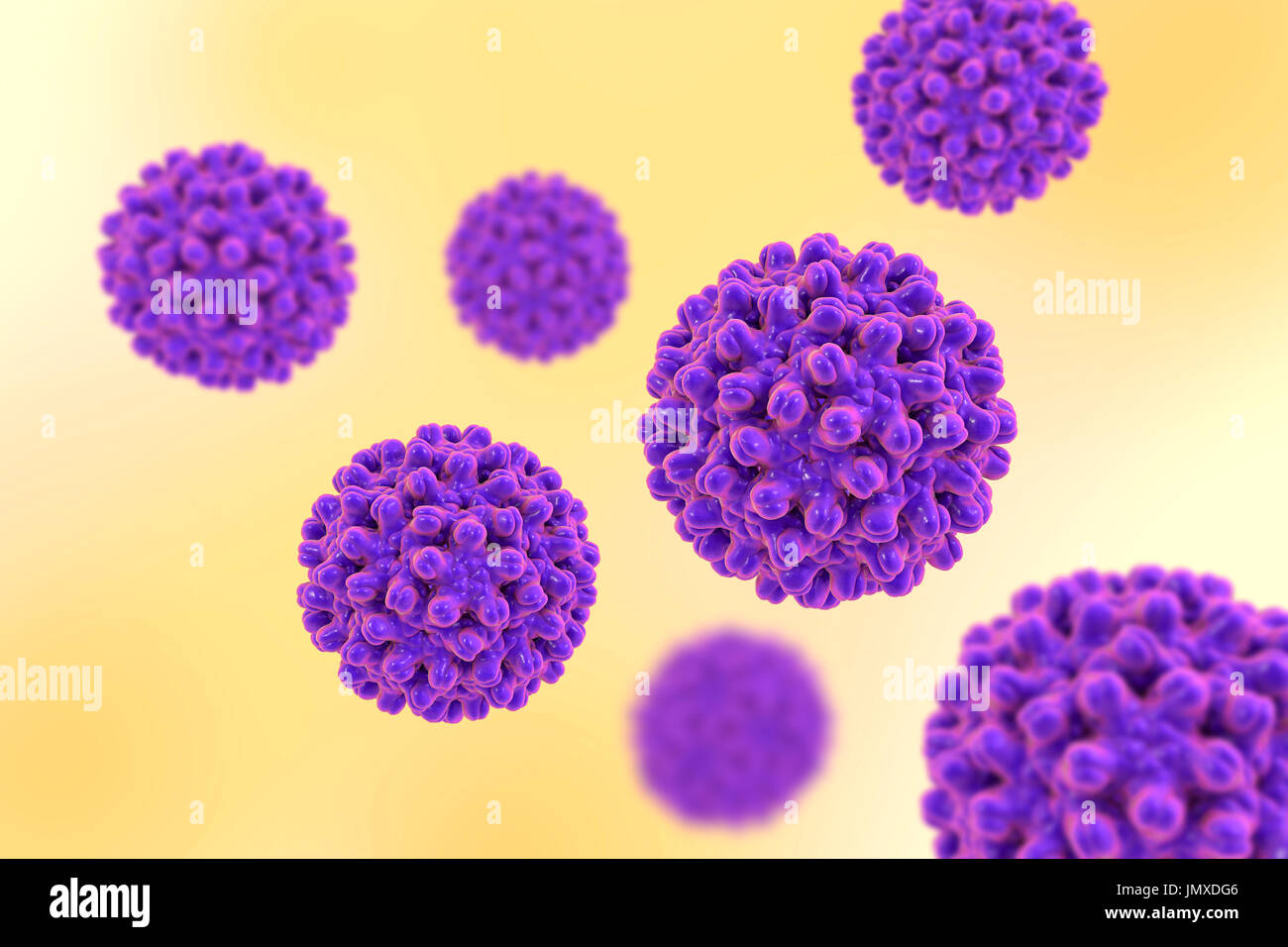 Hepatitis B viruses, a species of the genus Orthohepadnavirus, which is ...