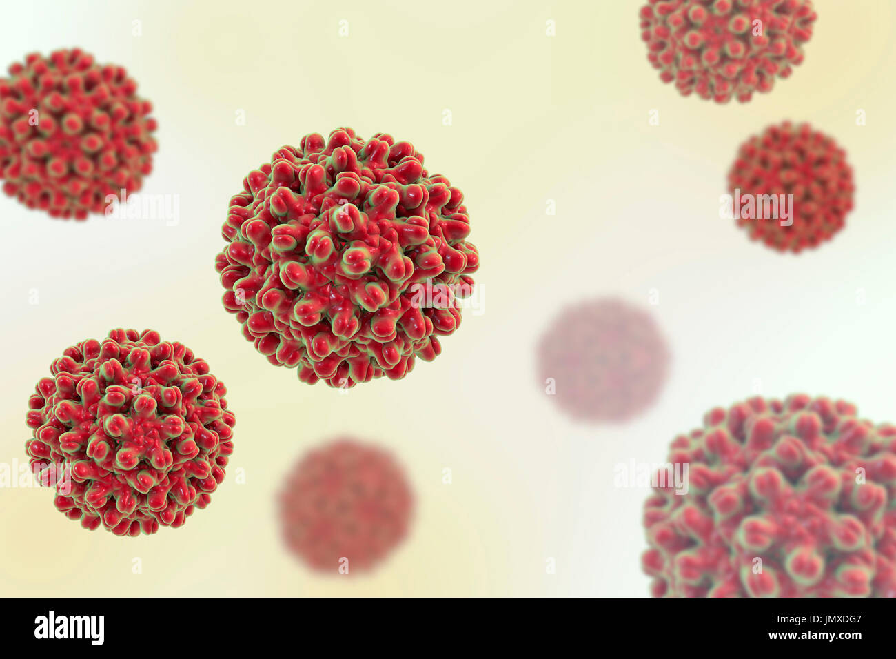 Hepatitis B viruses, a species of the genus Orthohepadnavirus, which is ...