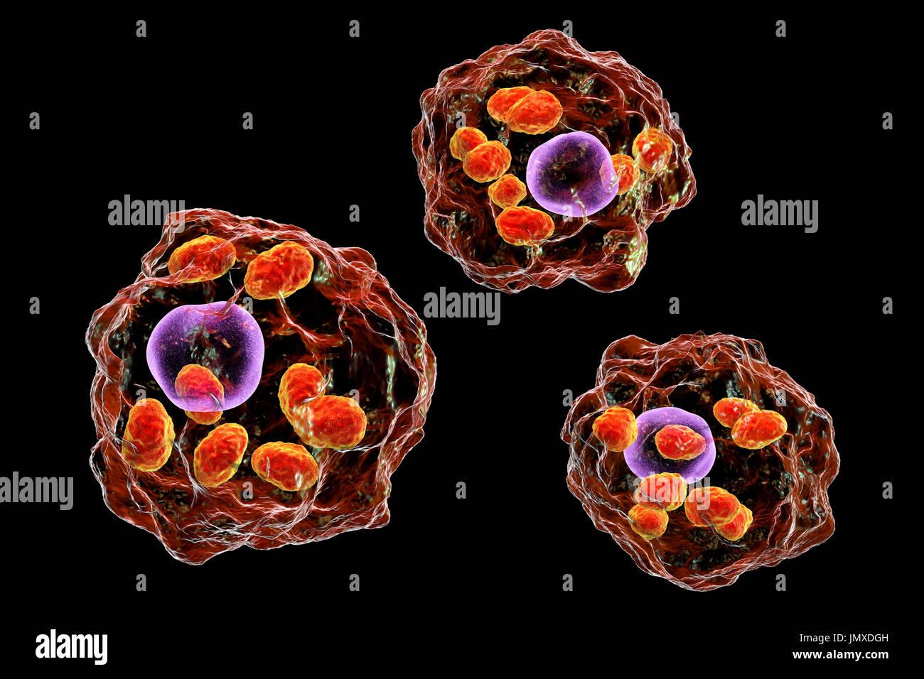 Amastigotes of Leishmania parasites inside macrophages, illustration ...