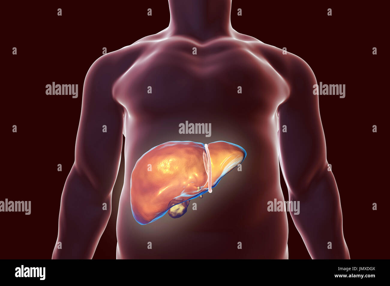 Human body liver hi-res stock photography and images - Alamy