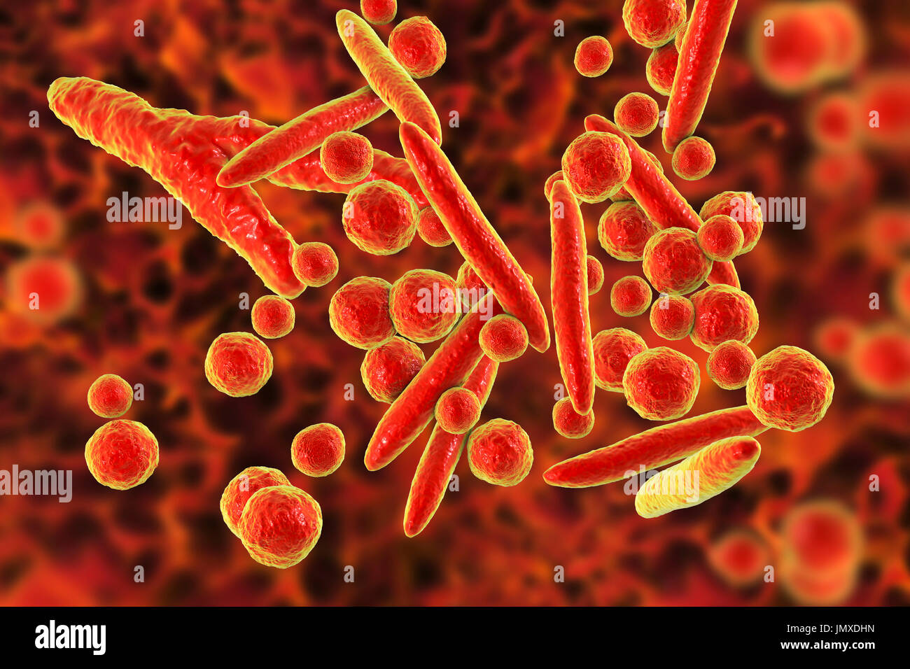 Mycoplasma bacteria, computer illustration. Mycoplasmas are the ...