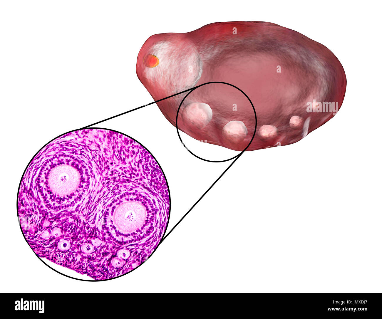 Ovarian follicles, light micrograph (bottom left) and computer ...
