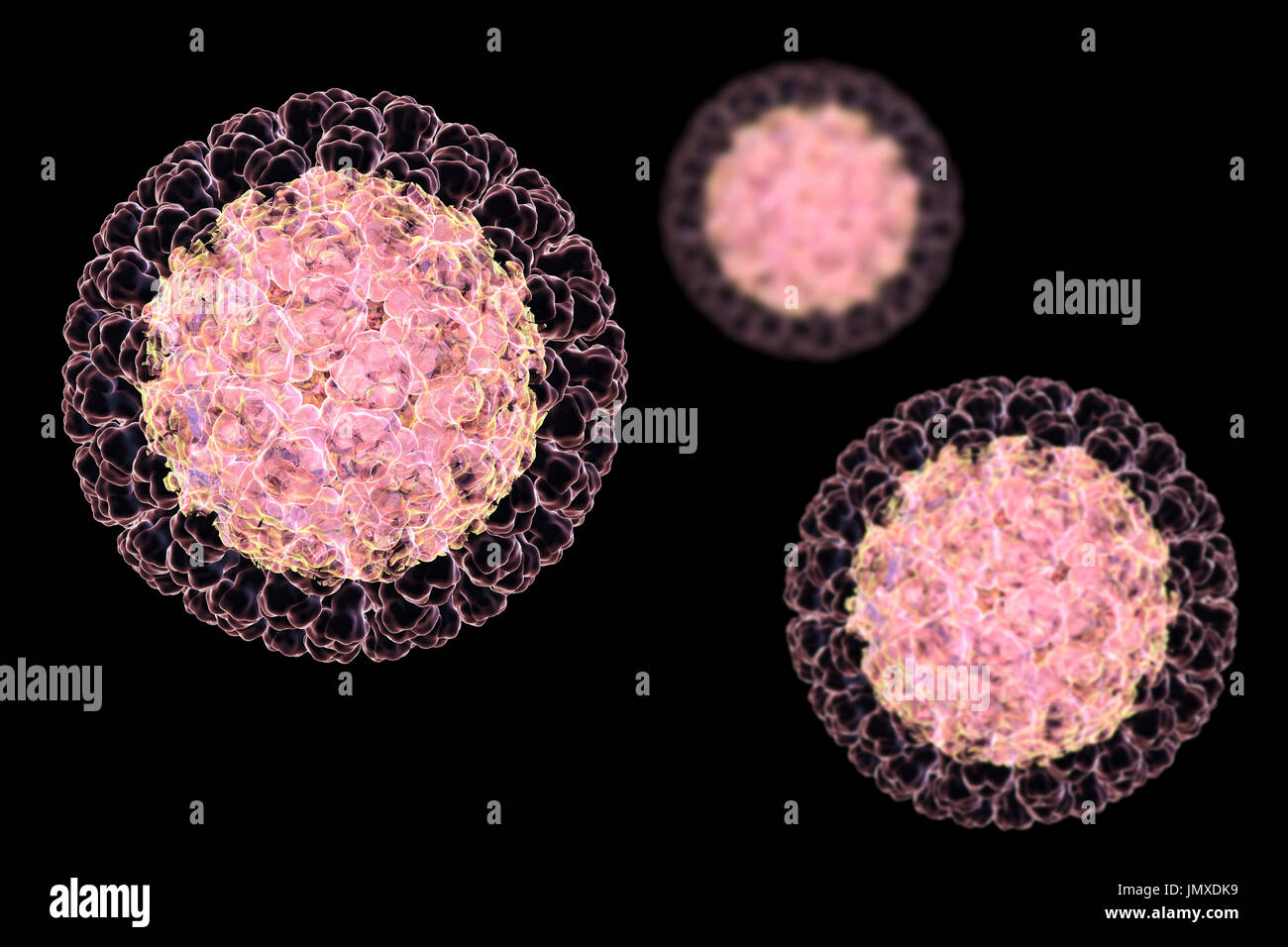 Rotavirus particle, computer illustration. The virus particle consists ...