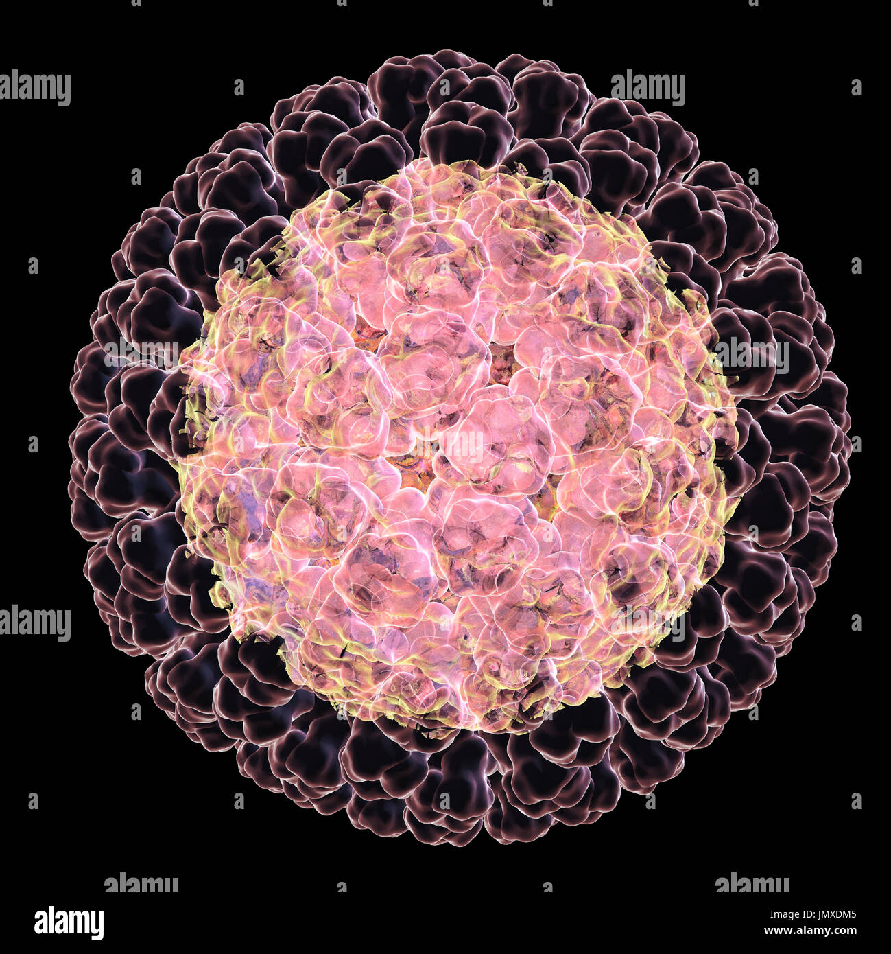 Rotavirus particle, computer illustration. The virus particle consists ...