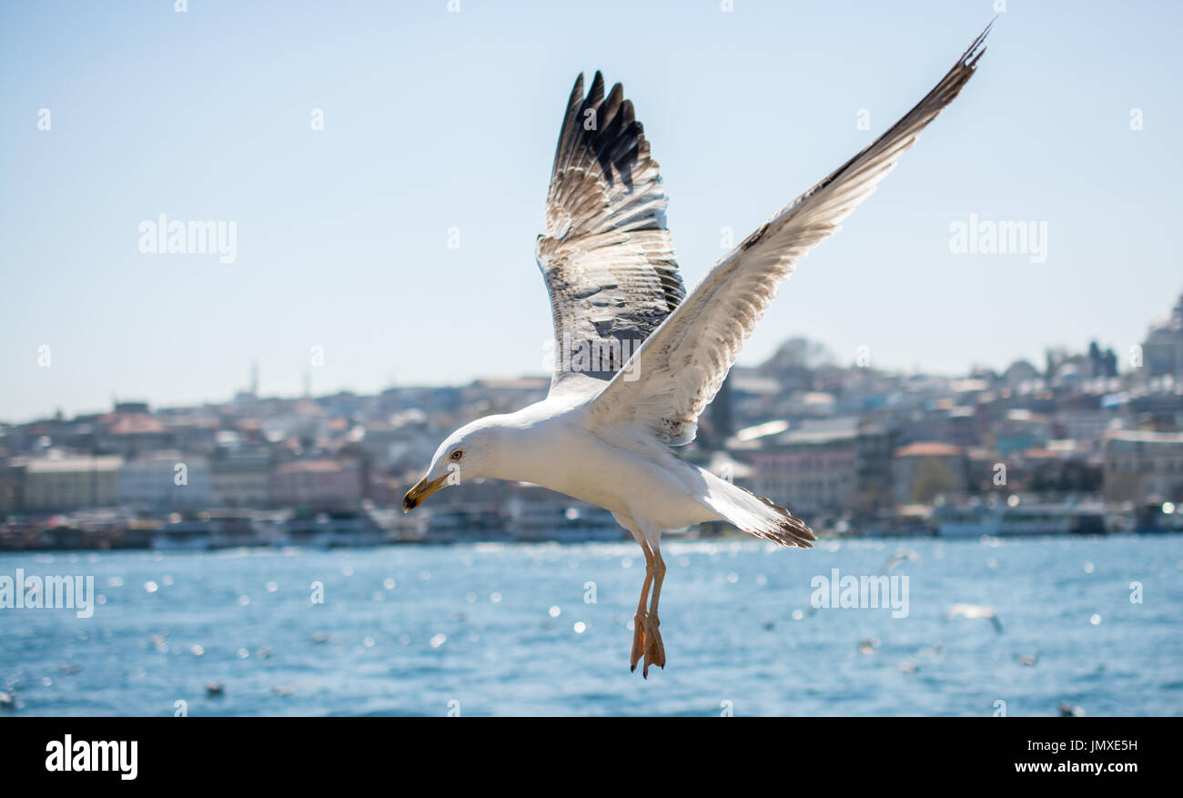 Single seagull flying with with sea as a background Stock Photo - Alamy