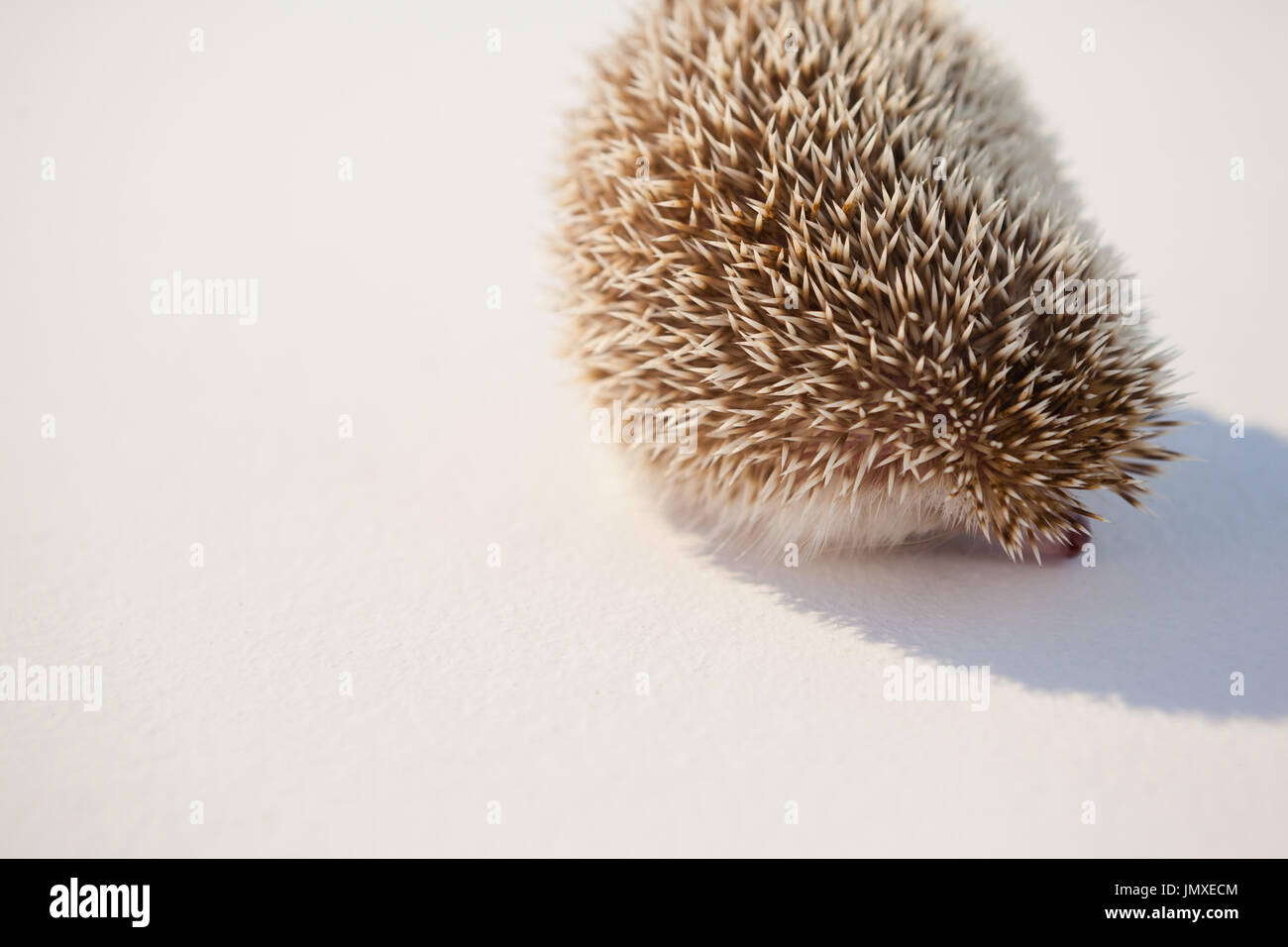 Hystricomorphs hi-res stock photography and images - Alamy