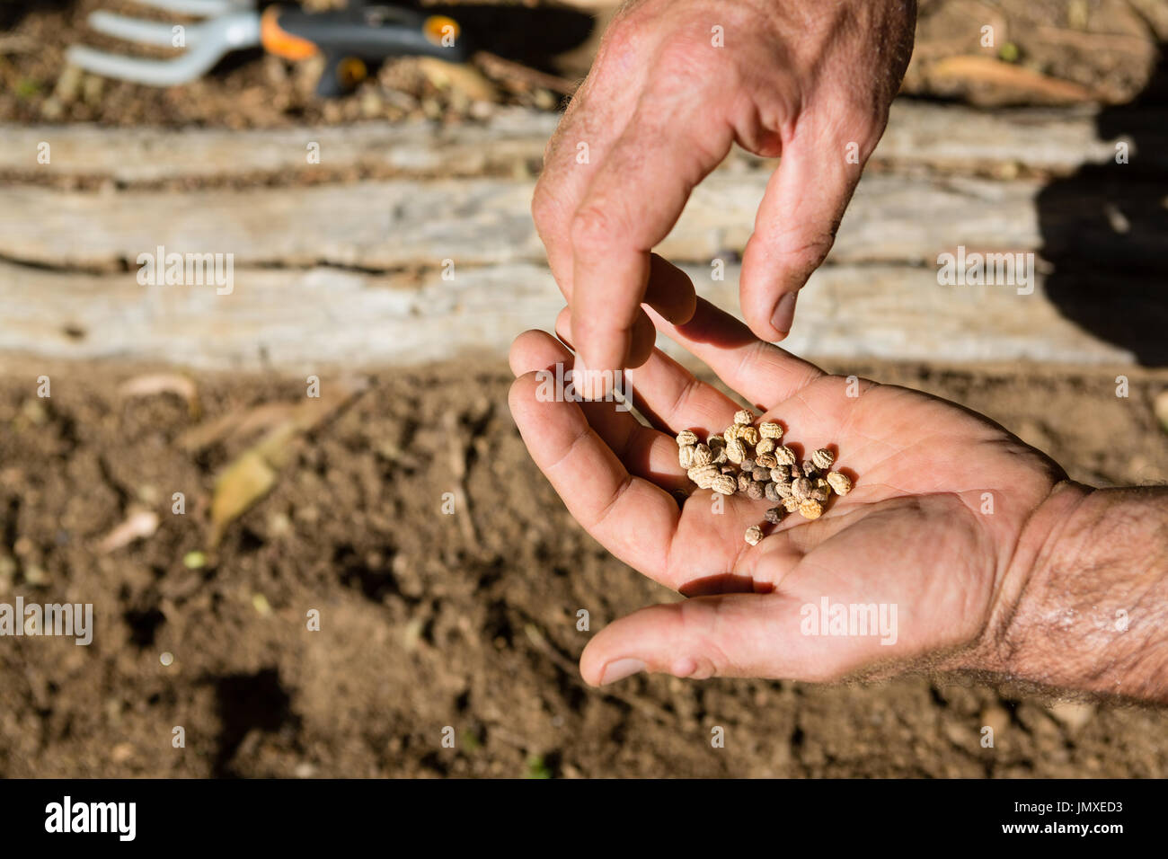 Holding seeds hi-res stock photography and images - Alamy