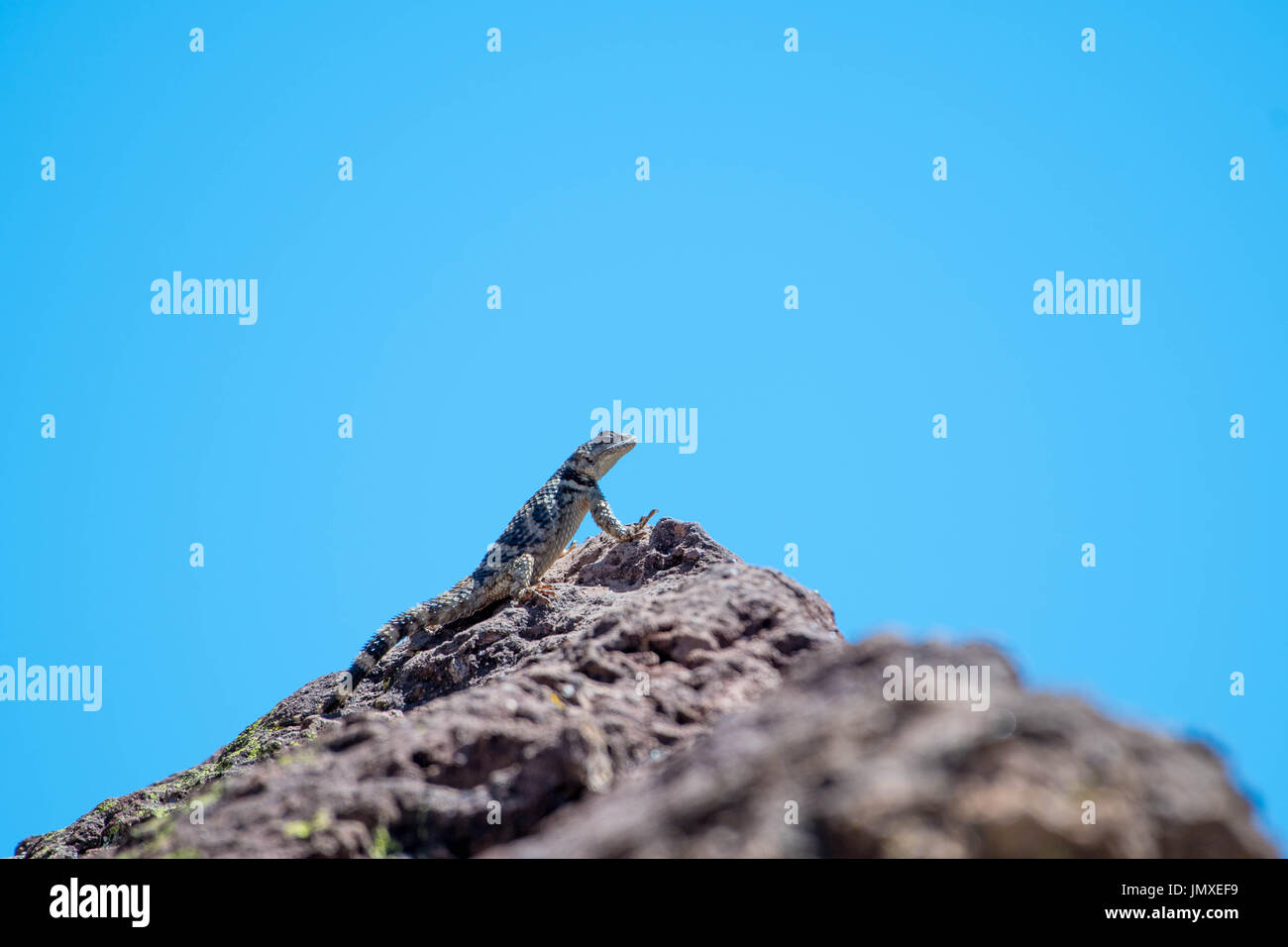 New Mexico Crevice Spiny Lizard, (Sceloporus poinsettii poinsettii ...