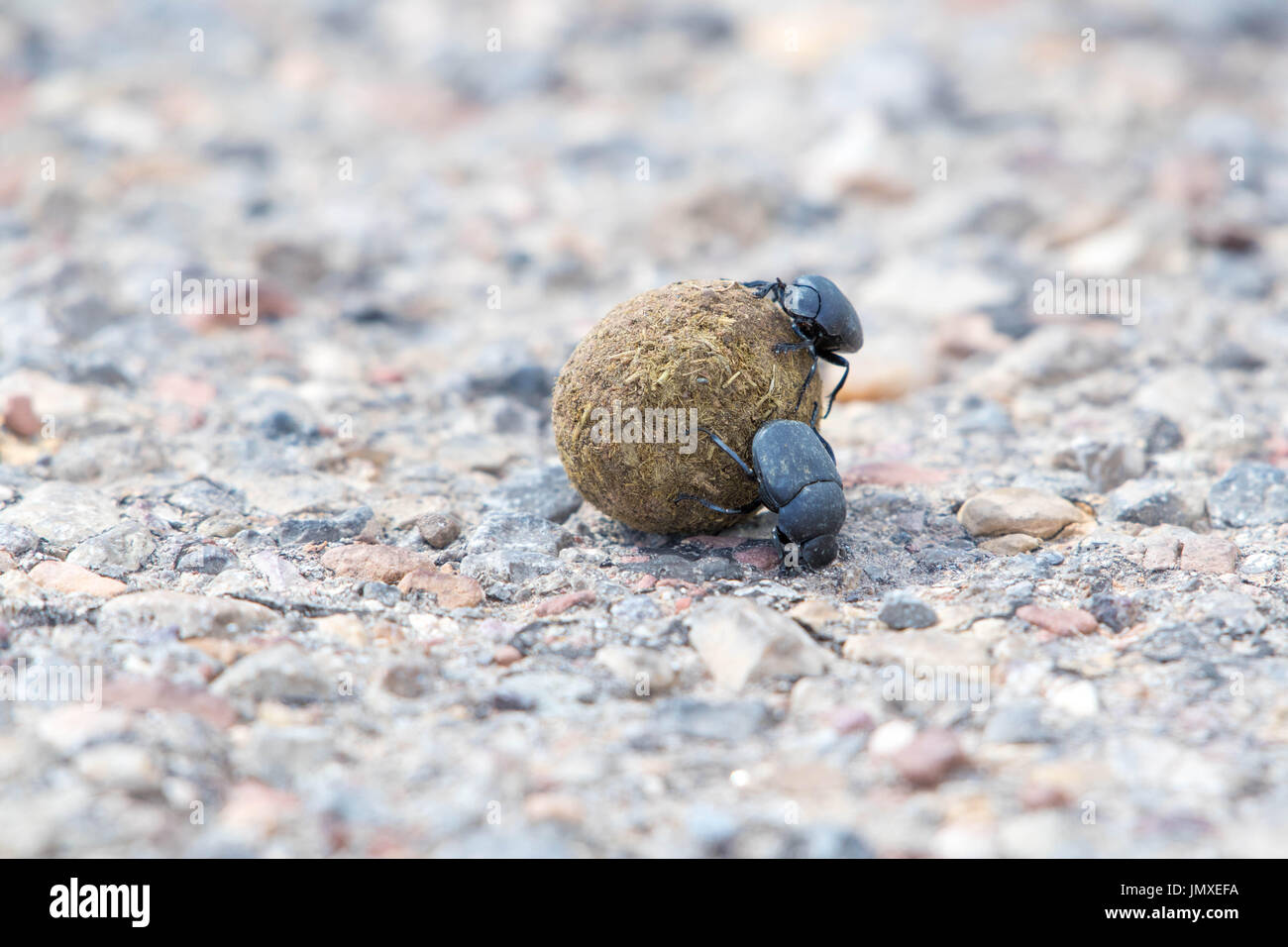 Dung beetle rolling a ball hi-res stock photography and images - Alamy