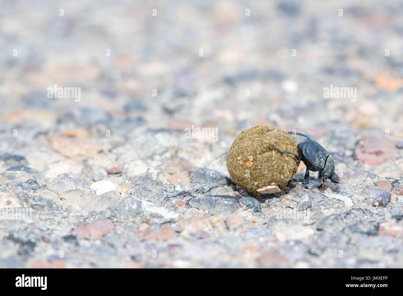 Dung Beetle rolling a ball of cow dung. Corralitos Ranch Road, Dona ...
