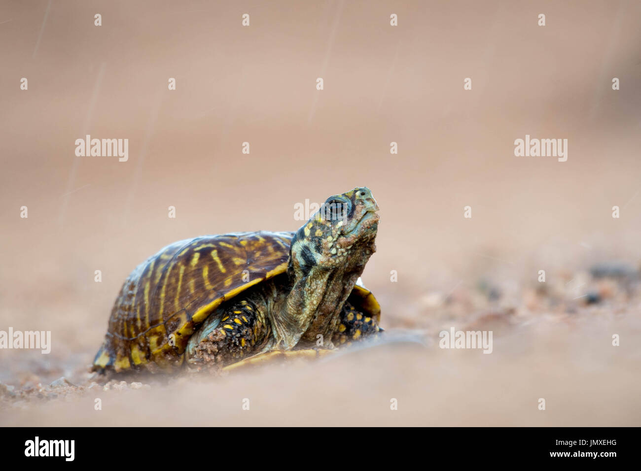 Female Desert Box Turtle, (Terrapene ornata luteola), Valencia co., New ...