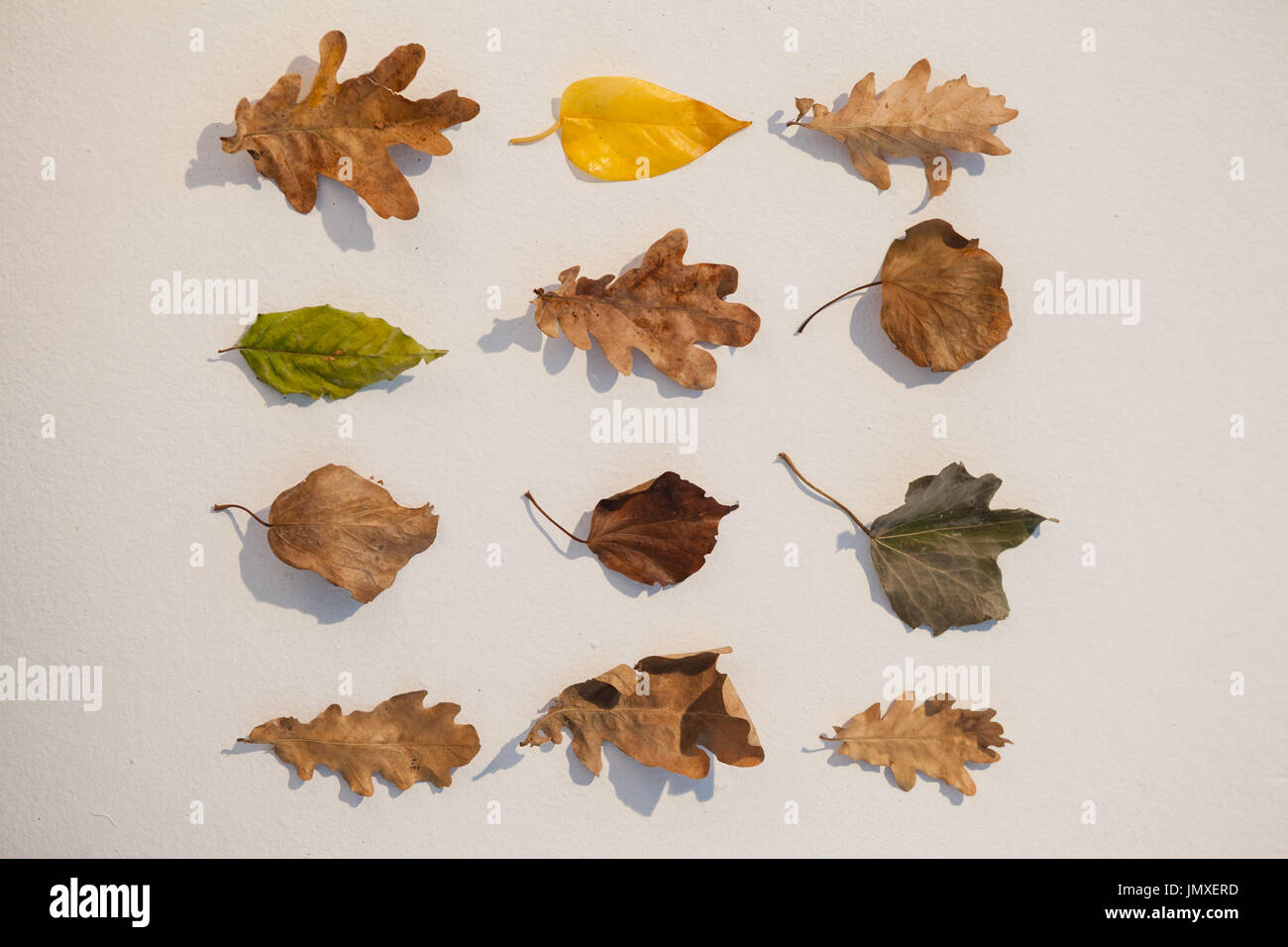 Various types of autumn leaves on white background Stock Photo - Alamy