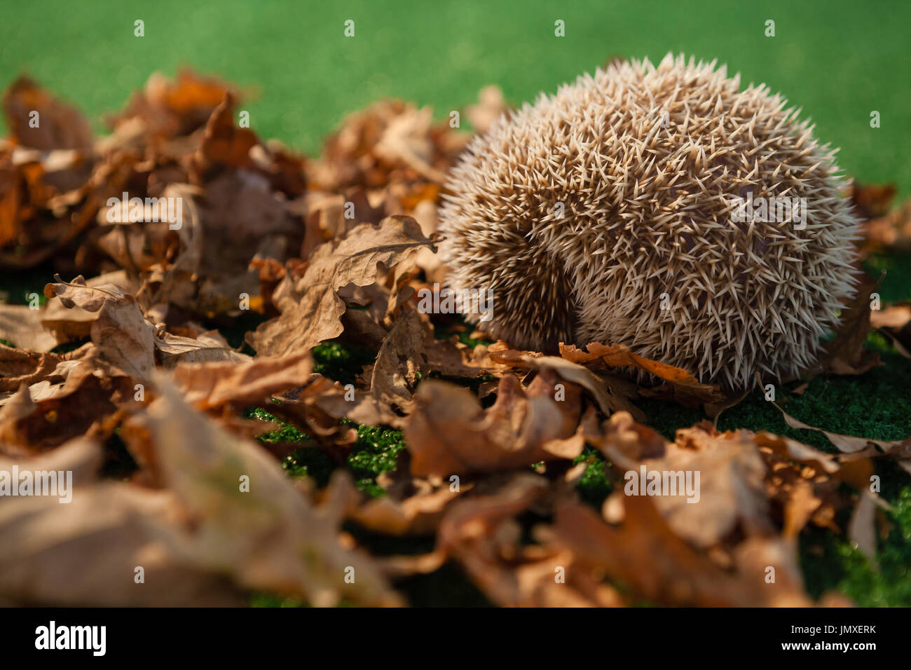 Hystricomorphs hi-res stock photography and images - Alamy