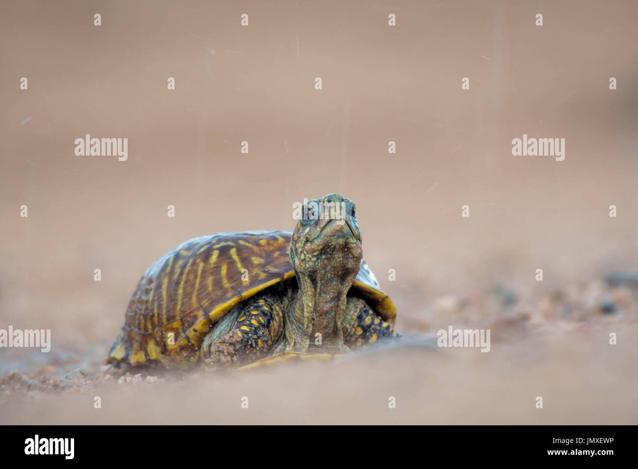 Female Desert Box Turtle, (Terrapene ornata luteola), Valencia co., New ...