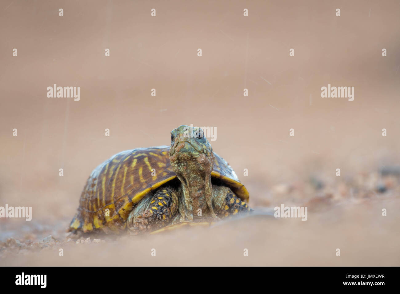 Female Desert Box Turtle, (Terrapene ornata luteola), Valencia co., New ...