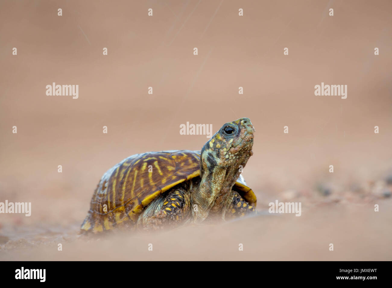 Female Desert Box Turtle, (Terrapene ornata luteola), Valencia co., New ...