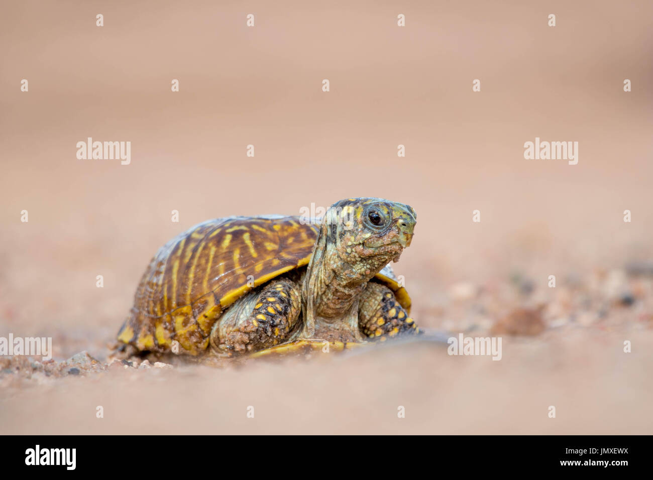 Female Desert Box Turtle, (Terrapene ornata luteola), Valencia co., New ...