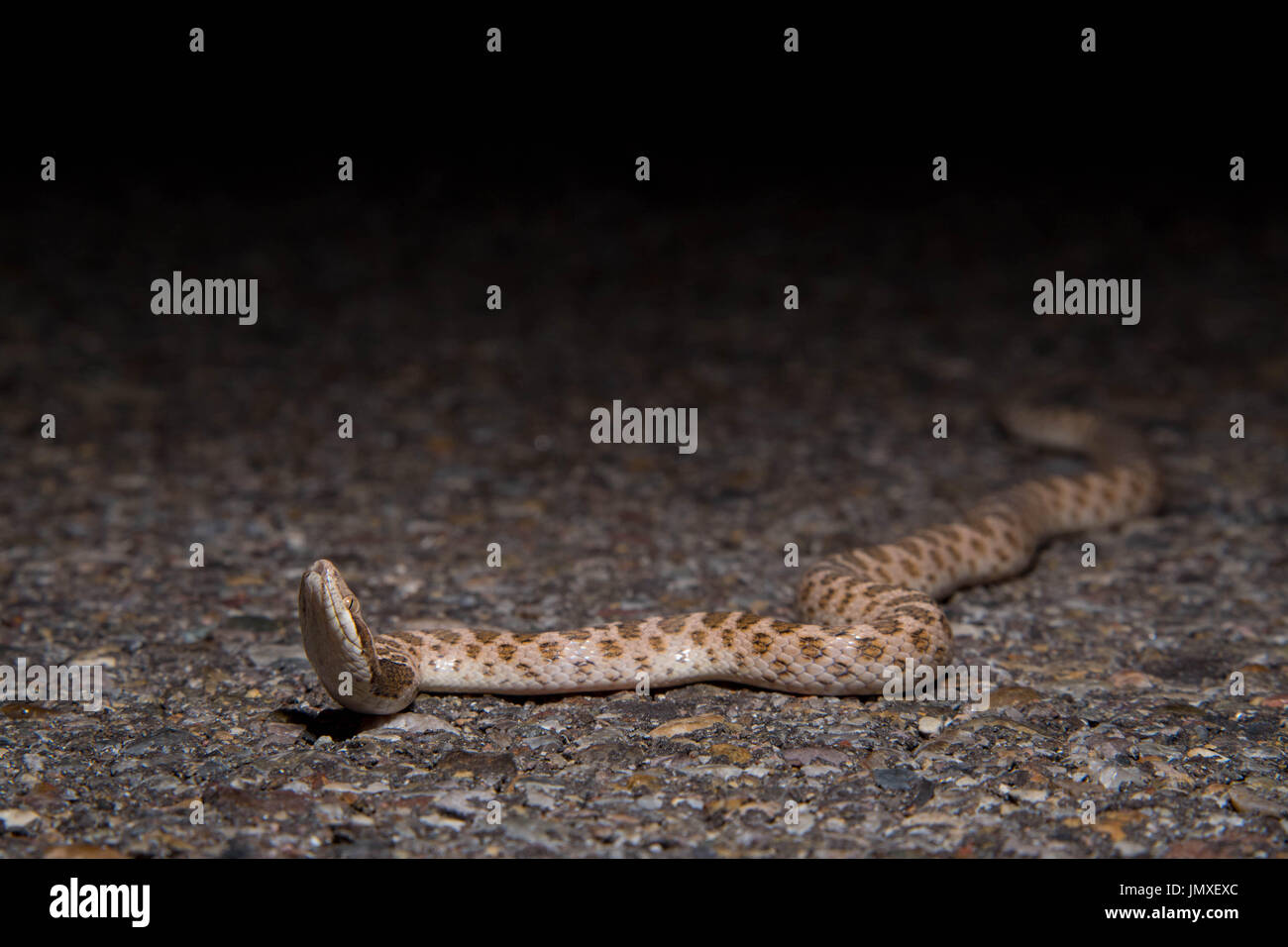 Texas Nightsnake, (Hypsiglena jani torquata), Valencia co., New Mexico ...