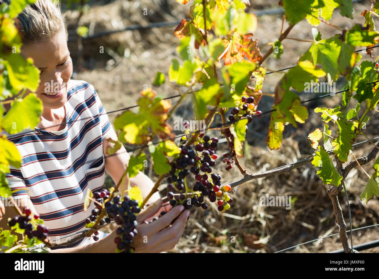 Female vintner harvesting red hi-res stock photography and images - Alamy