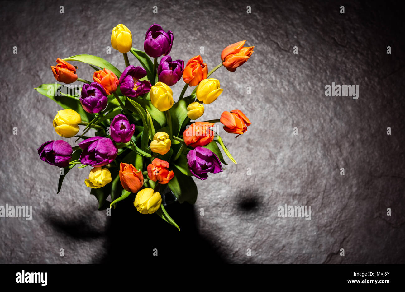 Top view tulip bulbs hi-res stock photography and images - Alamy