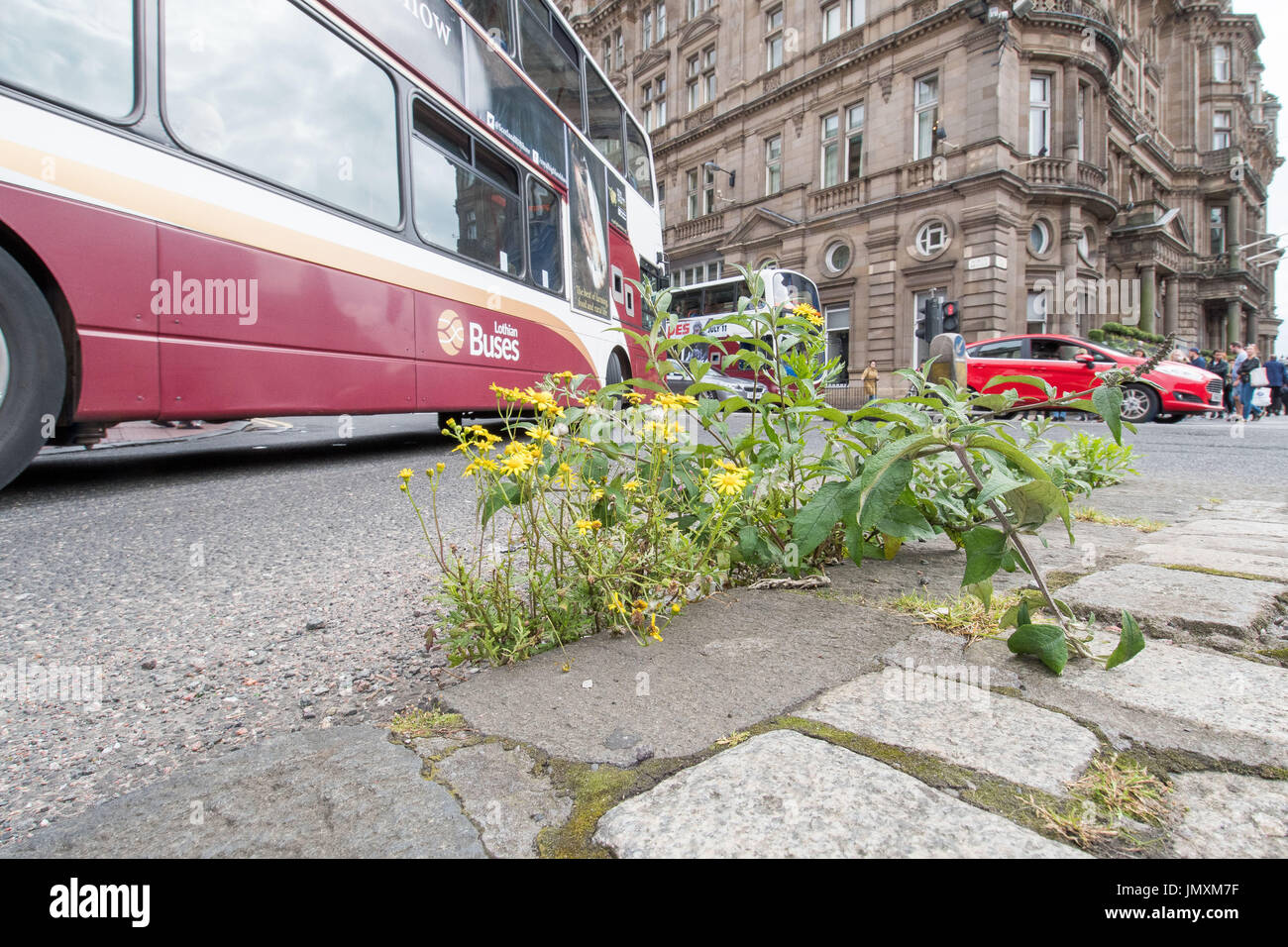 Picture: weeds, Edinburgh council, pavement, overgrown Stock Photo - Alamy