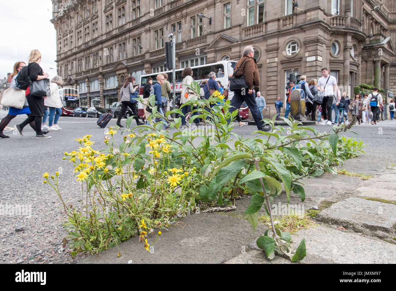 Picture: weeds, Edinburgh council, pavement, overgrown Stock Photo - Alamy