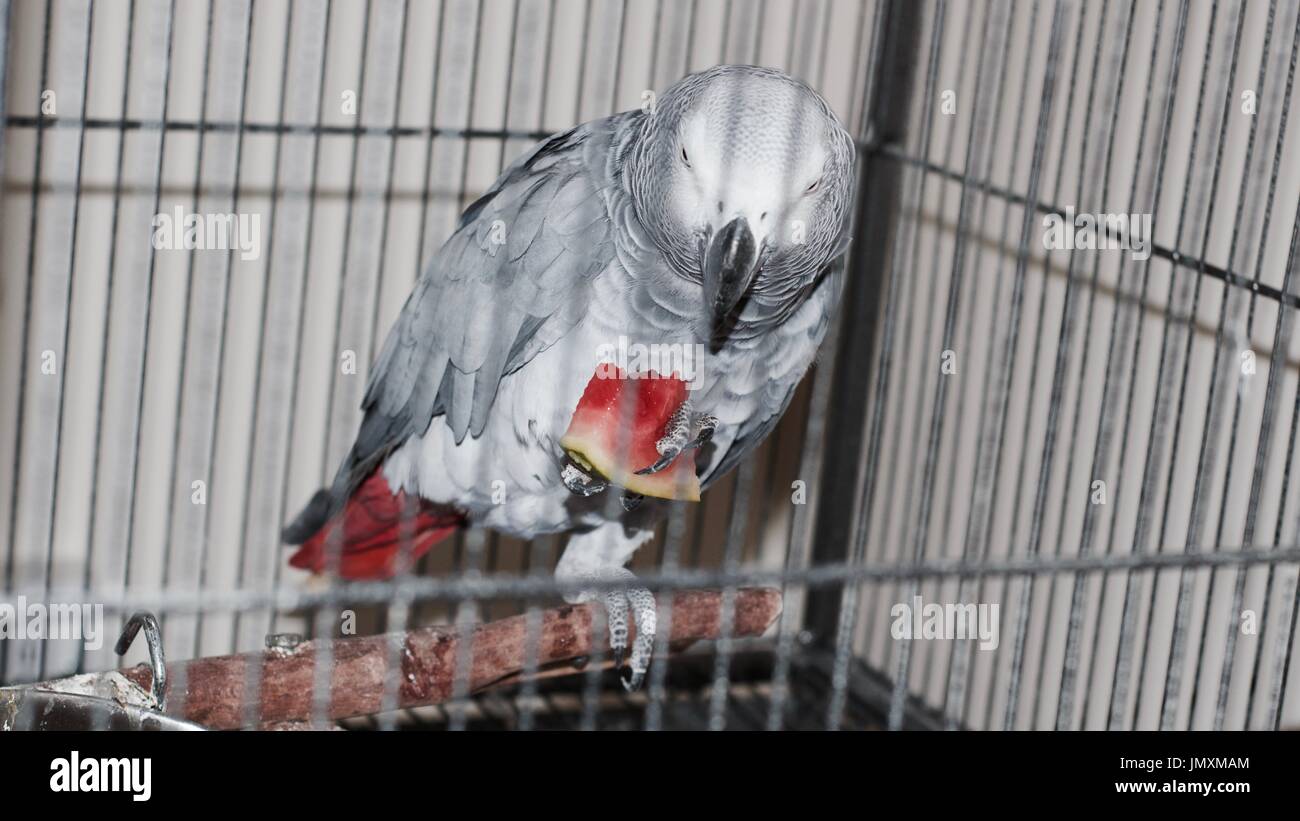Animals. African grey parrot eat watermelon in metal cage on the stick ...