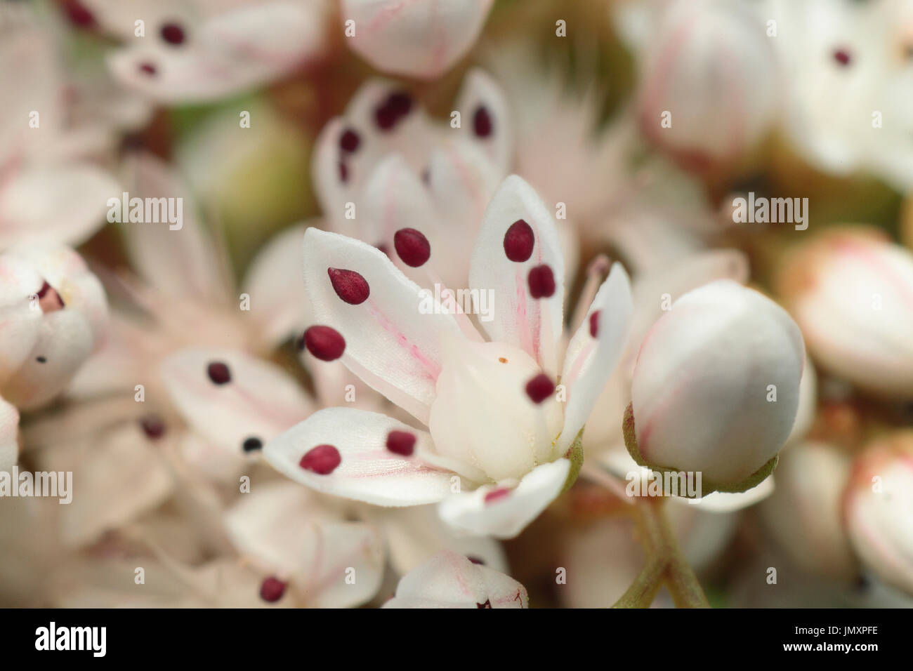 Light stamens hi-res stock photography and images - Alamy