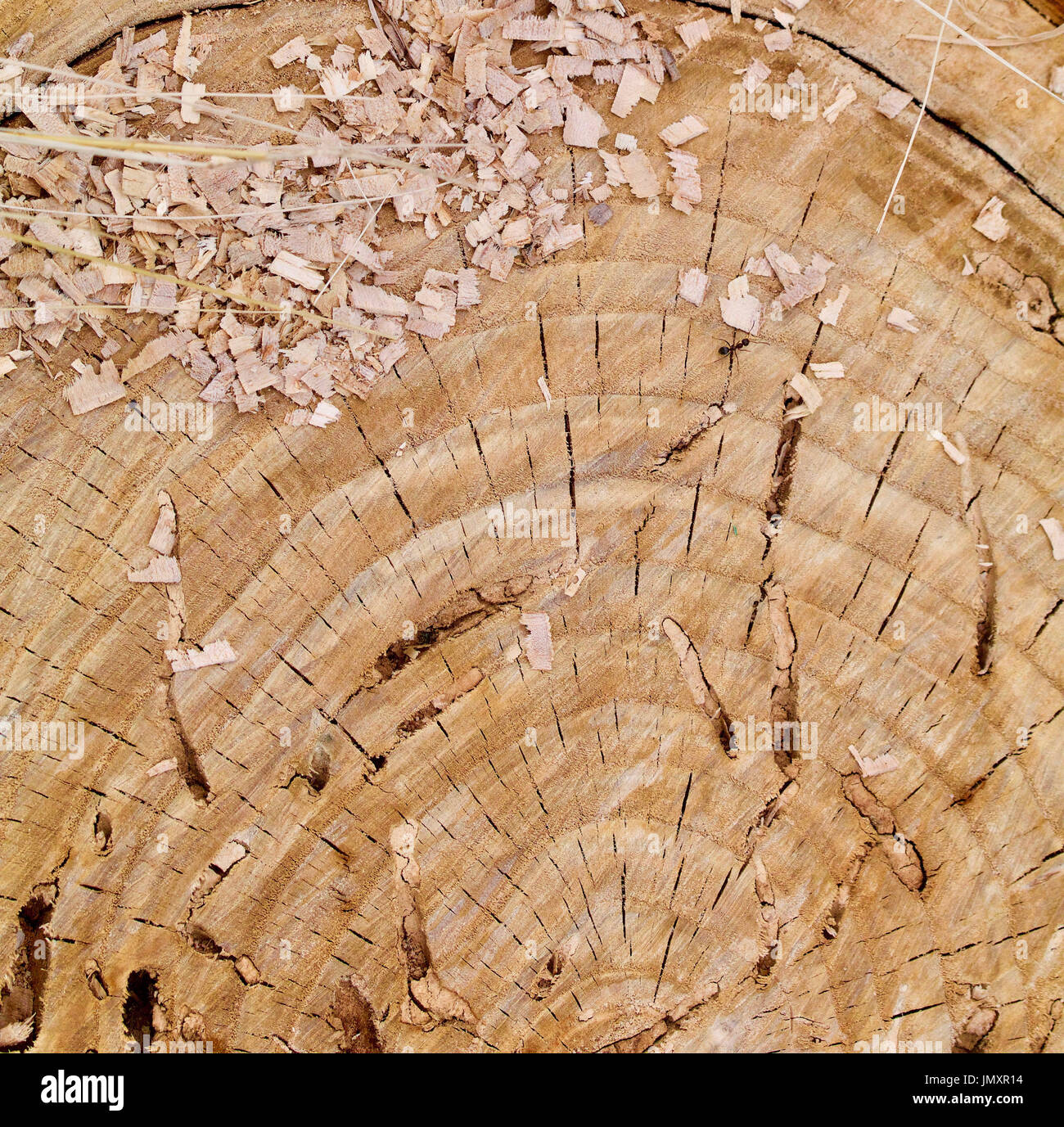 Felling trunk section by section hi-res stock photography and images ...