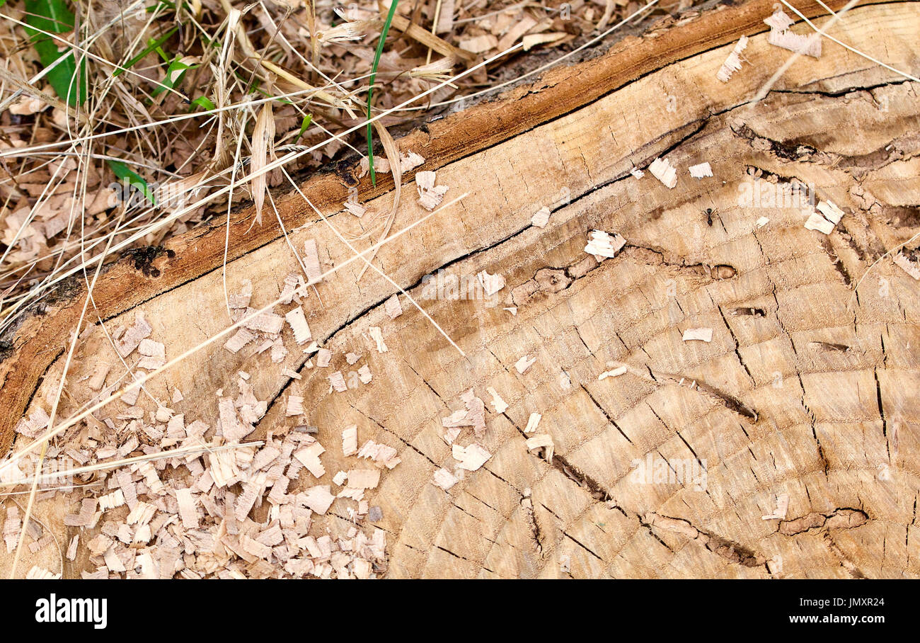 Partial cut hi-res stock photography and images - Alamy