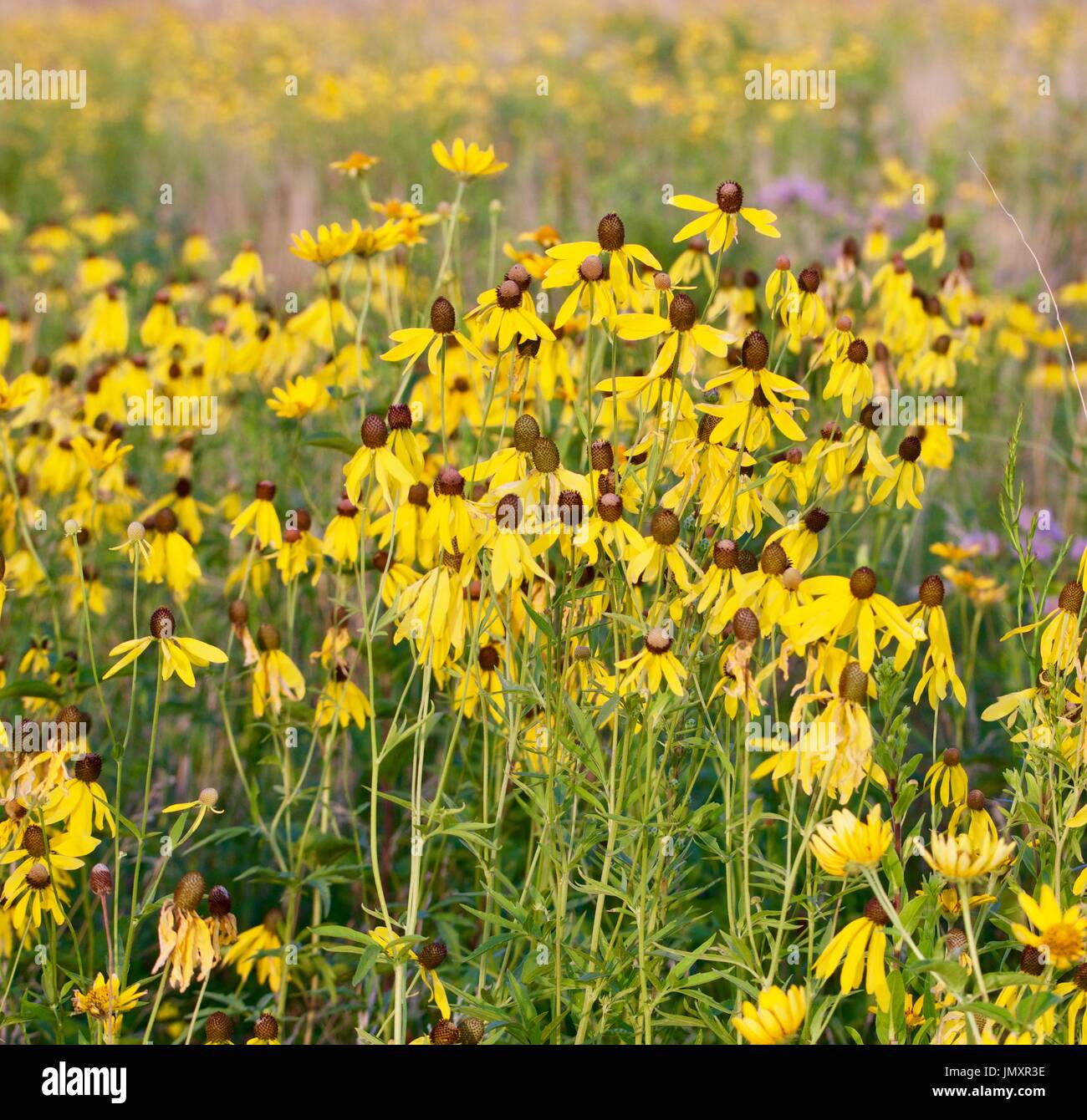 Blackeyed susans field hi-res stock photography and images - Alamy