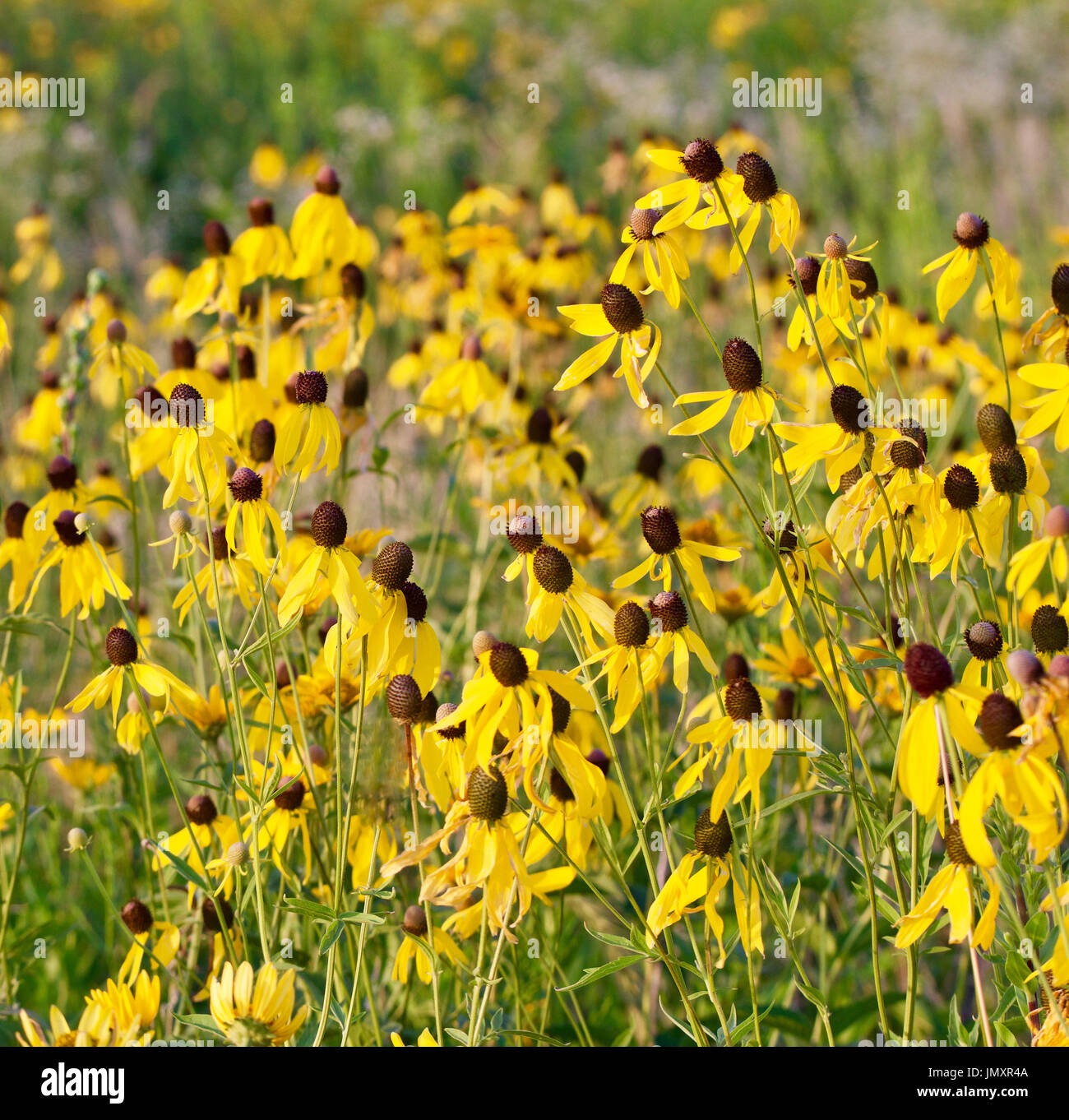 Blackeyed susans field hi-res stock photography and images - Alamy