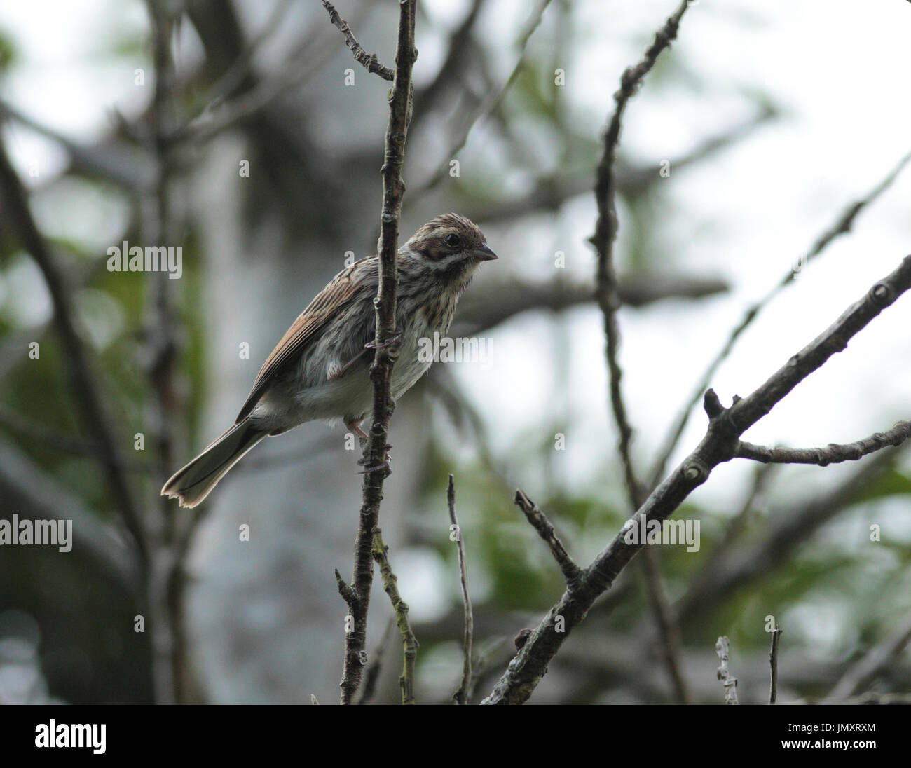 Buntings and finches hi-res stock photography and images - Alamy