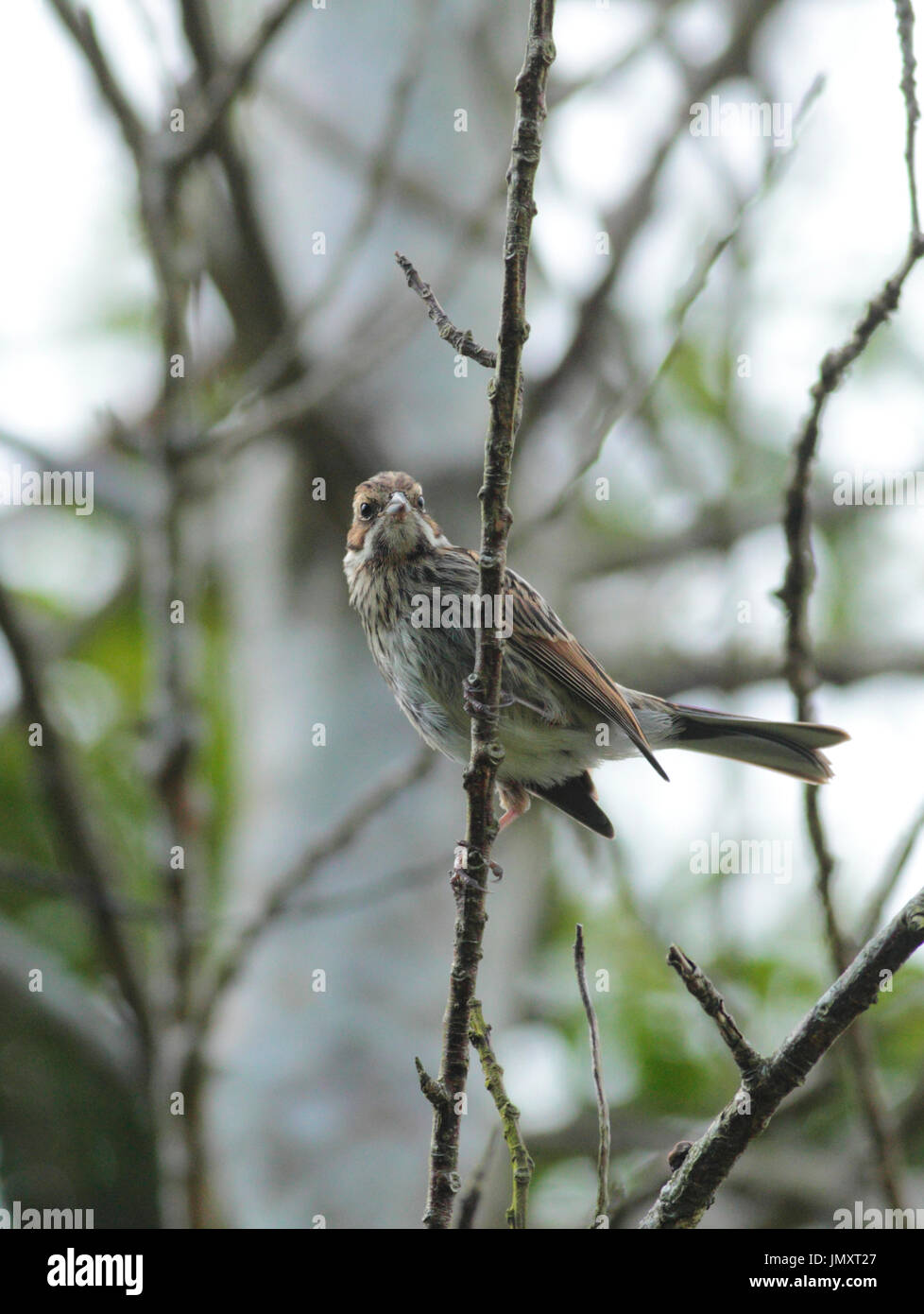 Finches and buntings reed bunting hi-res stock photography and images ...