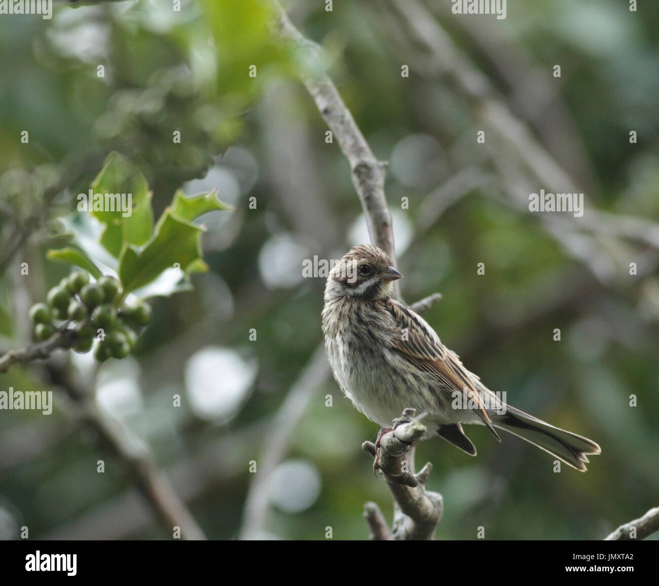 Finches and buntings reed bunting hi-res stock photography and images ...