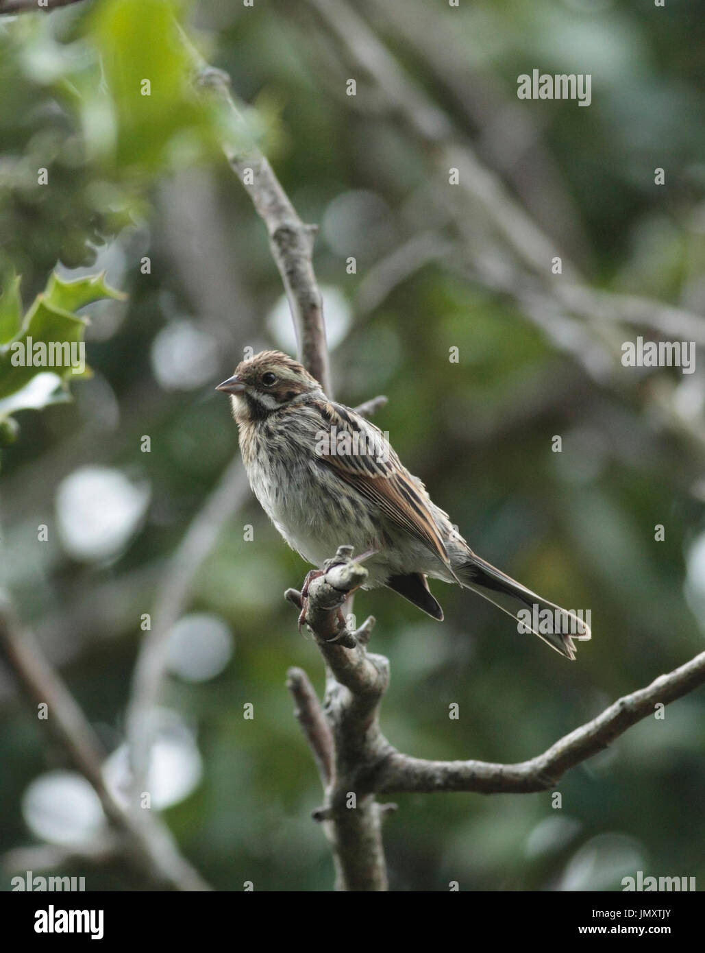 Buntings and finches hi-res stock photography and images - Alamy