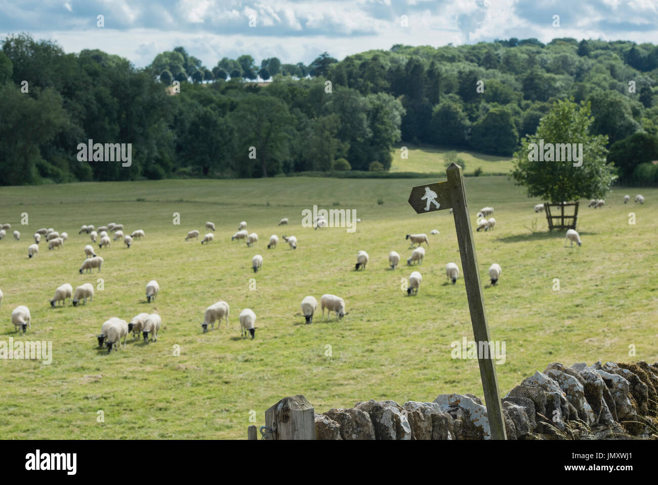 Sheep grazing sign hi-res stock photography and images - Alamy