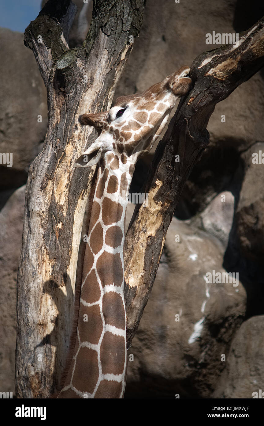 Giraffe at the African Plains exhibit of the Philadelphia Zoo, in ...