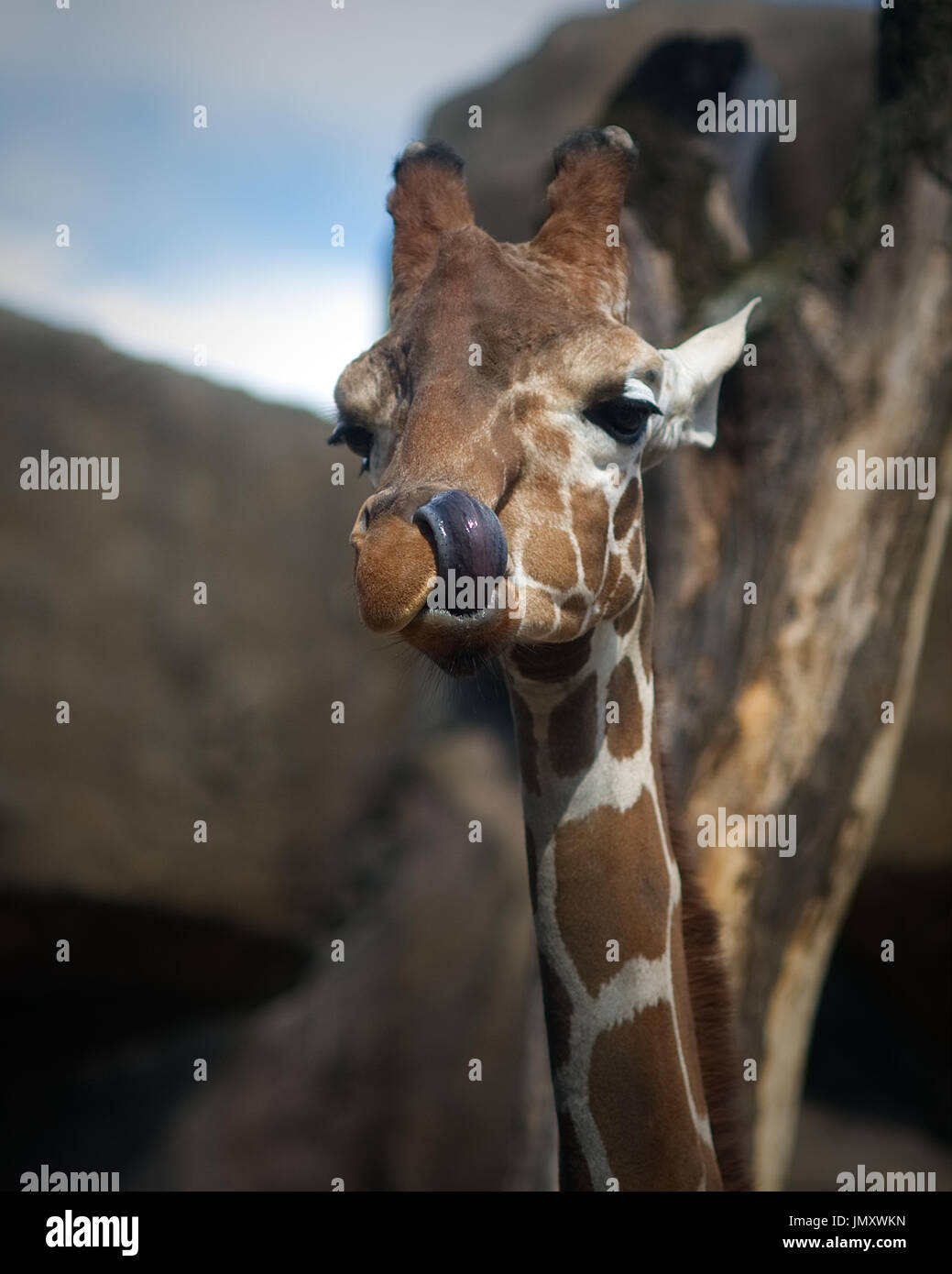 Giraffe nose hi-res stock photography and images - Alamy