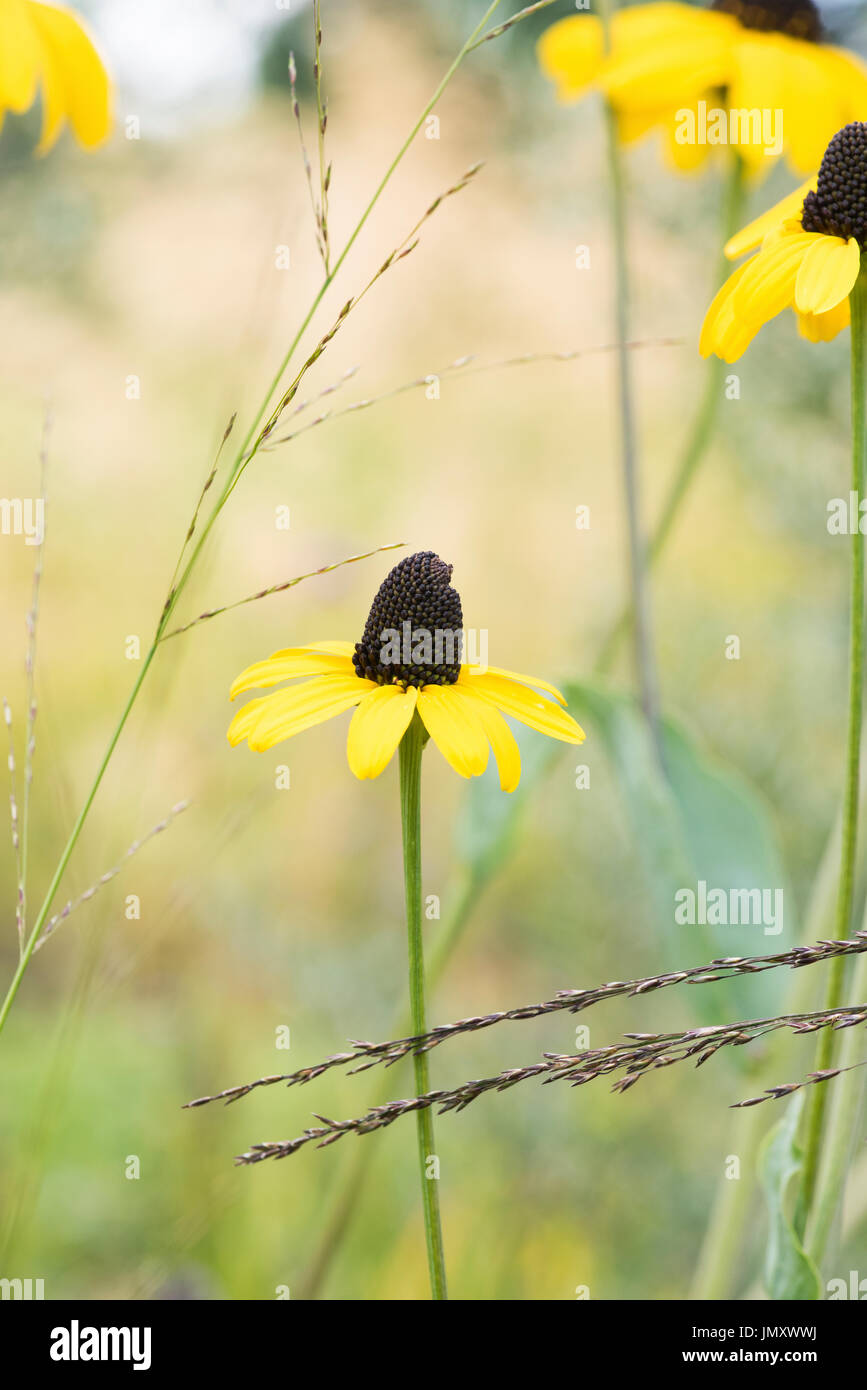 Rudbeckia maxima hi-res stock photography and images - Alamy